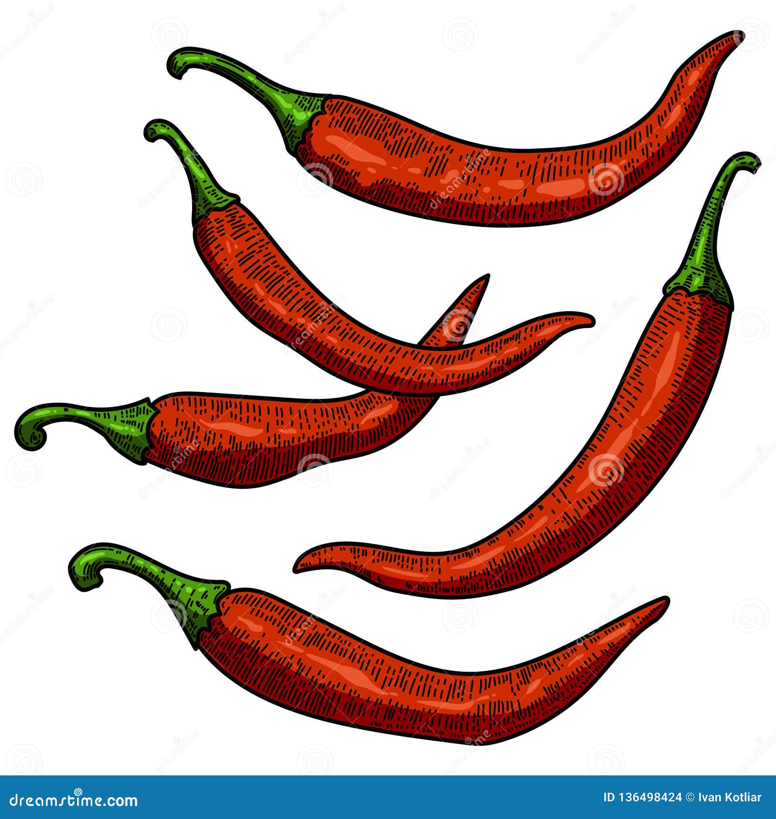 Set of Chili Pepper Illustrations on White Background. Design Element ...