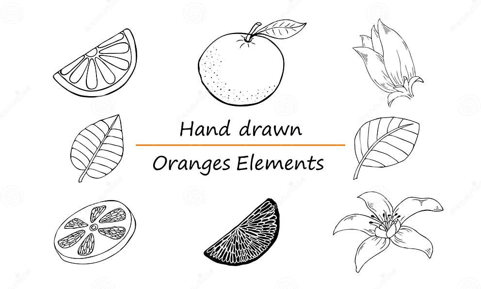 Set of of Citrus Fruit. Hand Draw Oranges Element Citrus. Stock ...