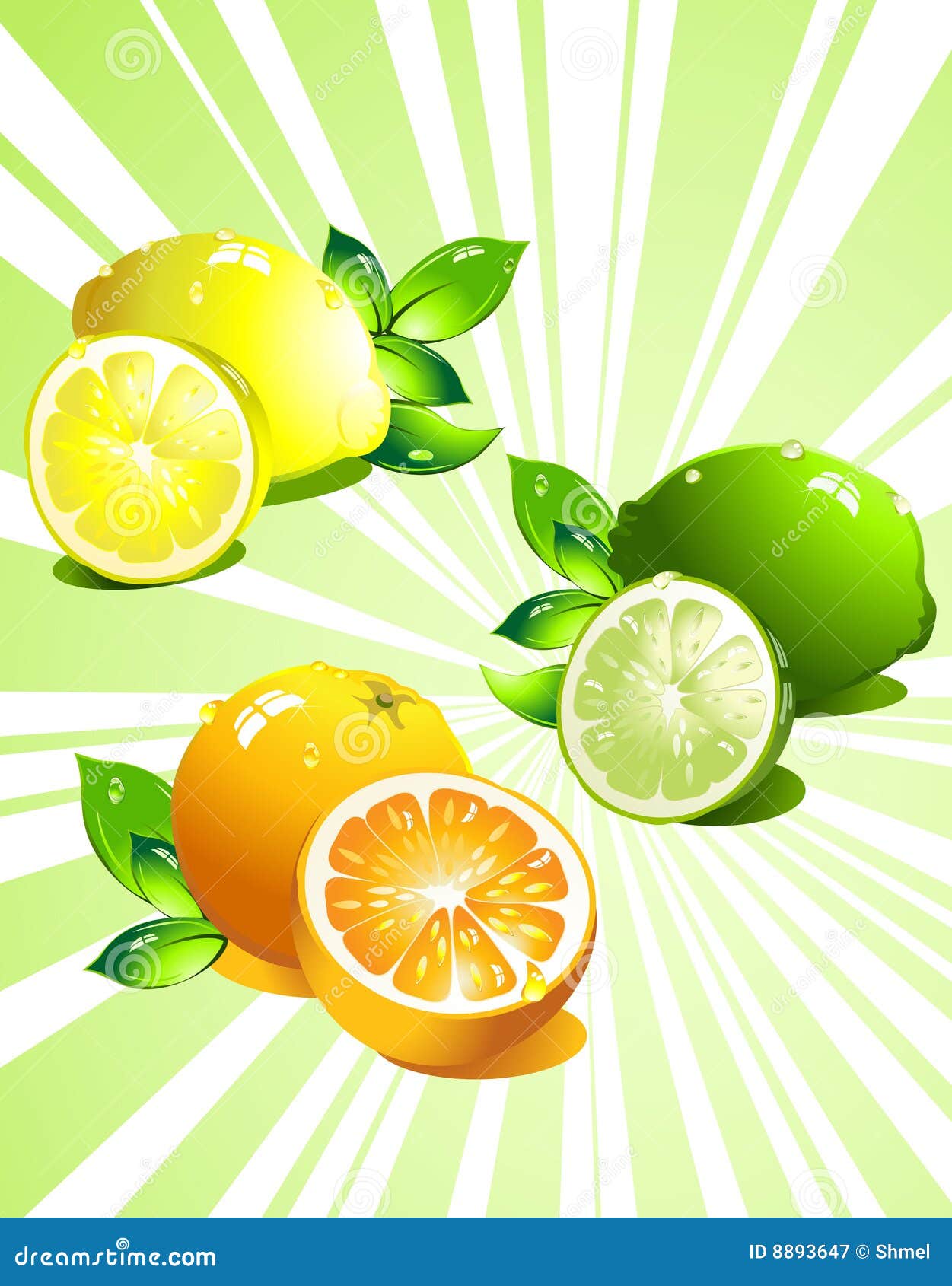 Set citrus fruit. Vector stock vector. Illustration of bright - 8893647