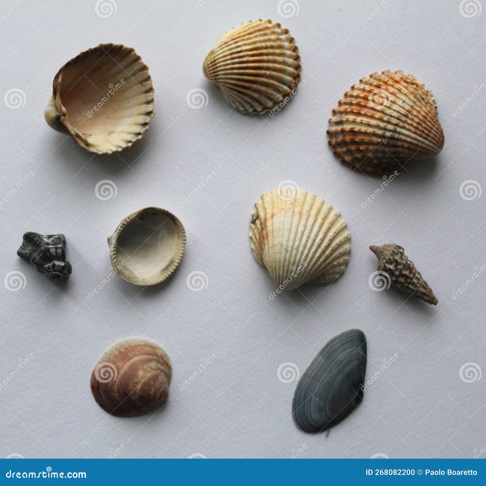 Set Of Clam Mollusc Shells Isolated On White Background Royalty-Free ...