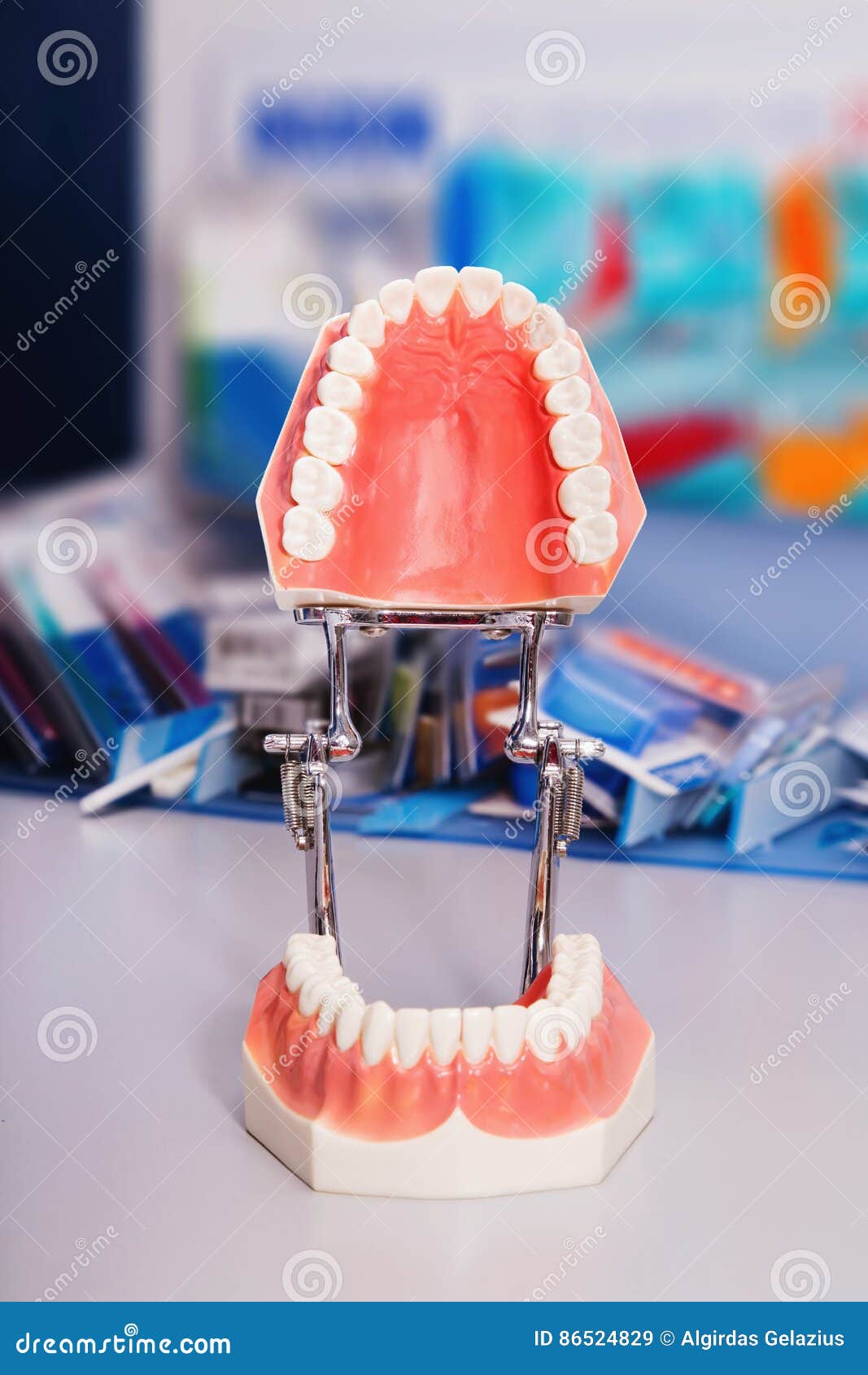 Set of Close Up Dental Model Stock Image - Image of dent, dentistry ...