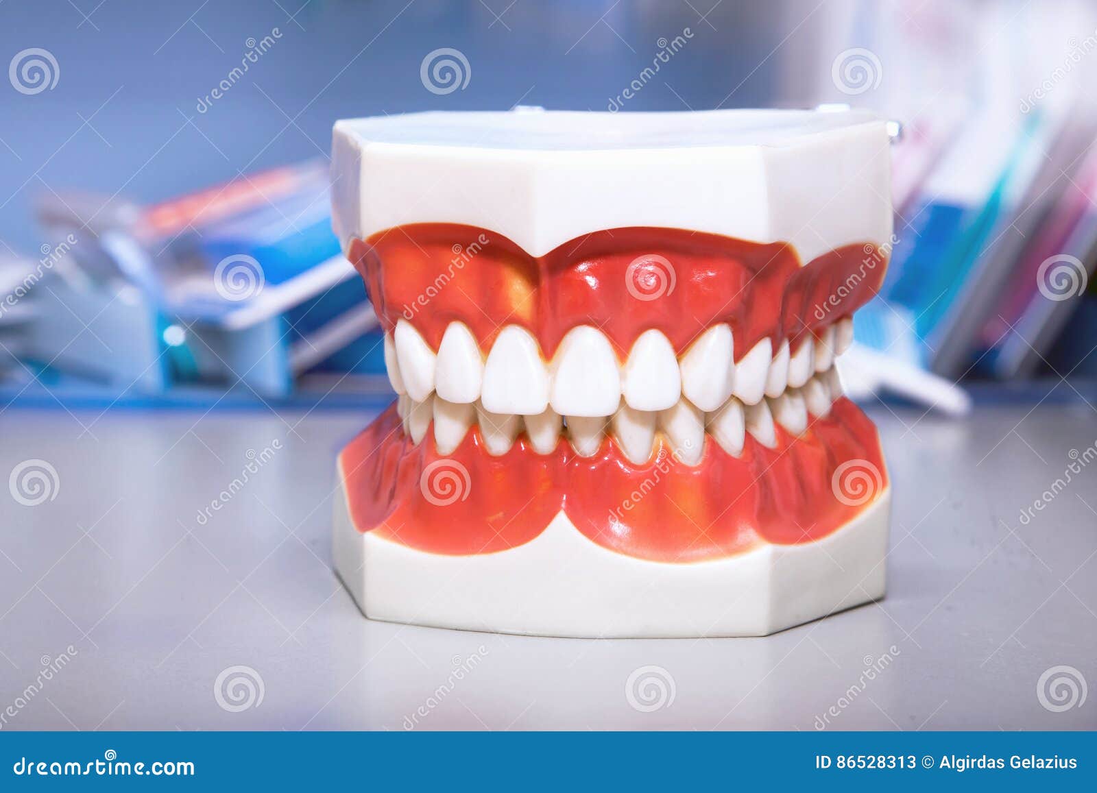 Dentoform, Dental Teeth Model Stock Image | CartoonDealer.com #48878641