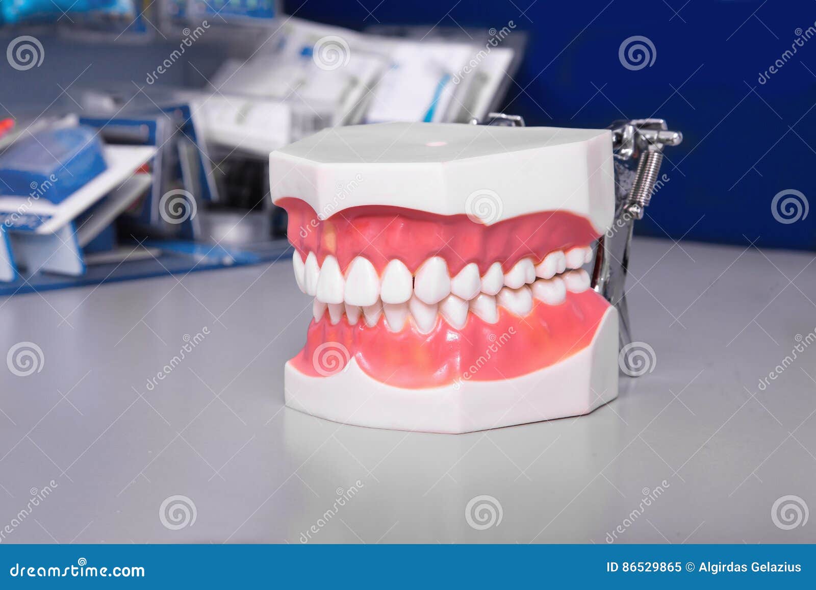 Dentoform, Dental Teeth Model Stock Image | CartoonDealer.com #48878641