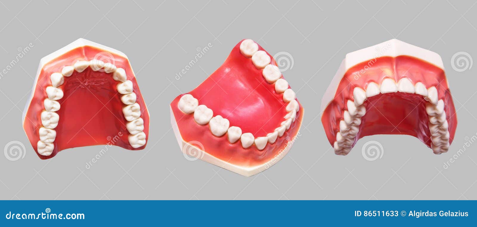 Set of Close Up Dental Model Stock Image - Image of macro, orthopedic ...
