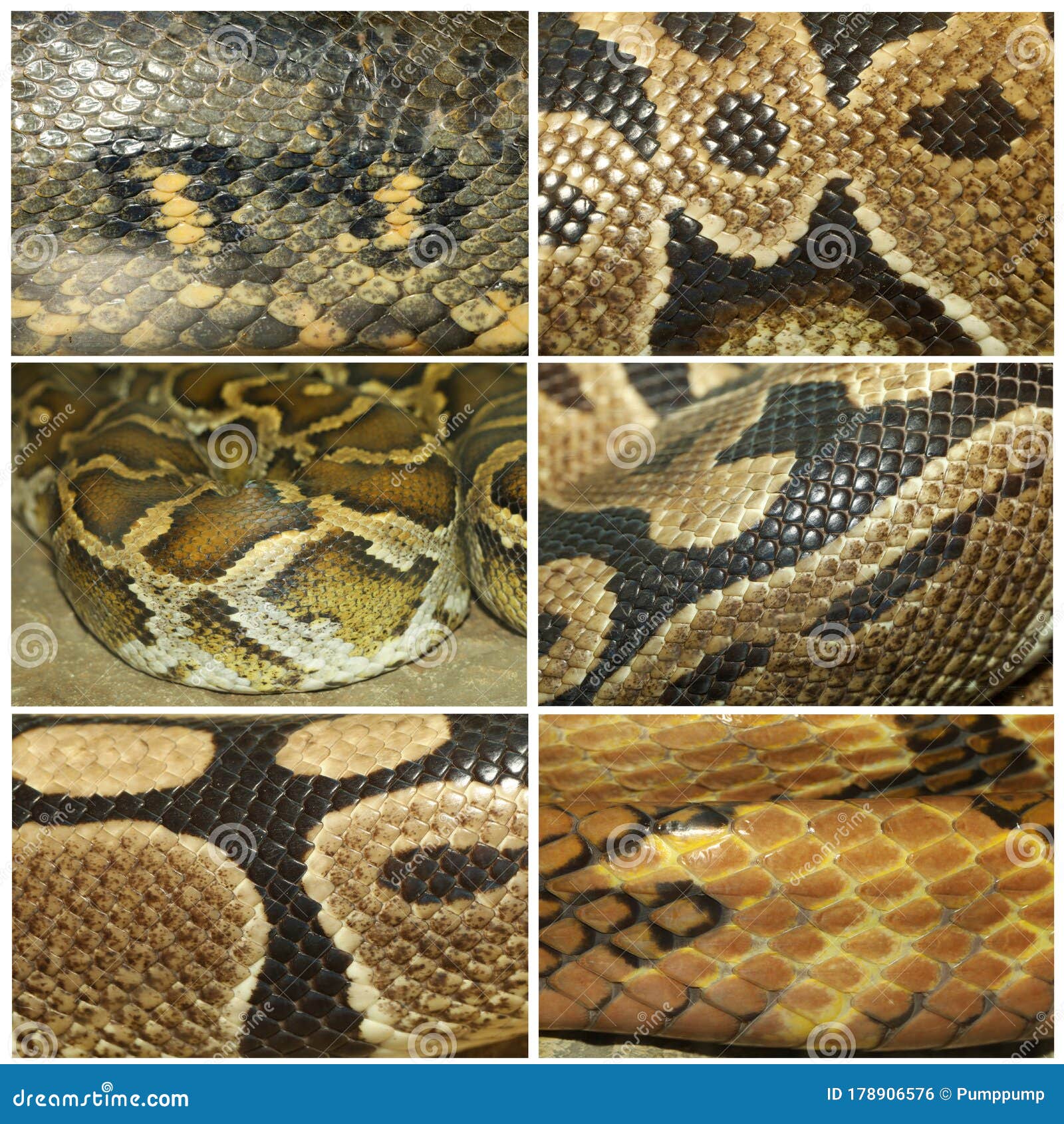 Snake Leather Stock Photos - Download 7,171 Royalty Free Photos