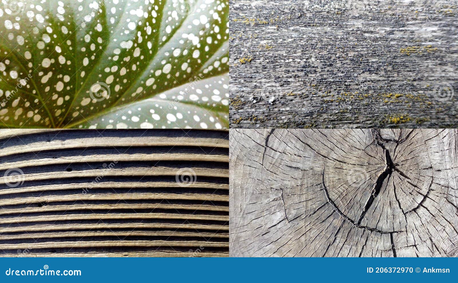 Set of Close-up Textures of Nature. Plant and Tree Surface Stock Photo ...