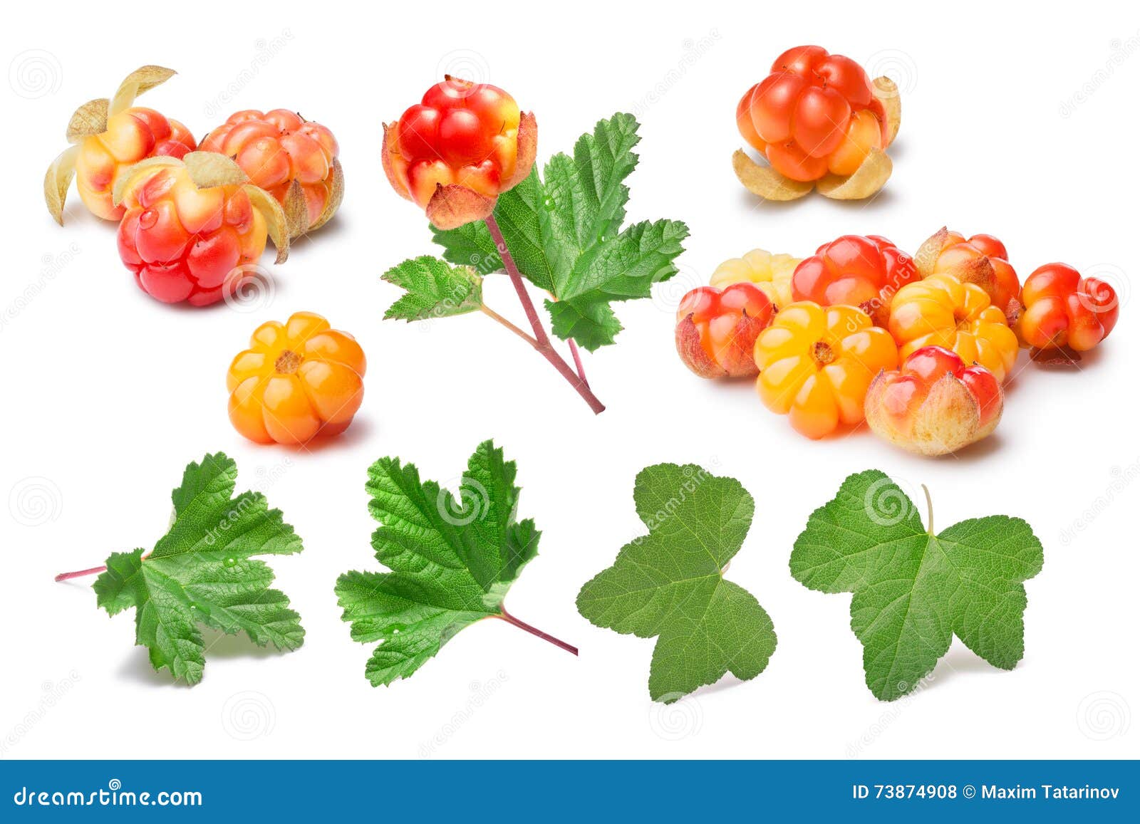 Set of Cloudberries (Rubus Chamaemorus) and Leaves, Paths,elements ...