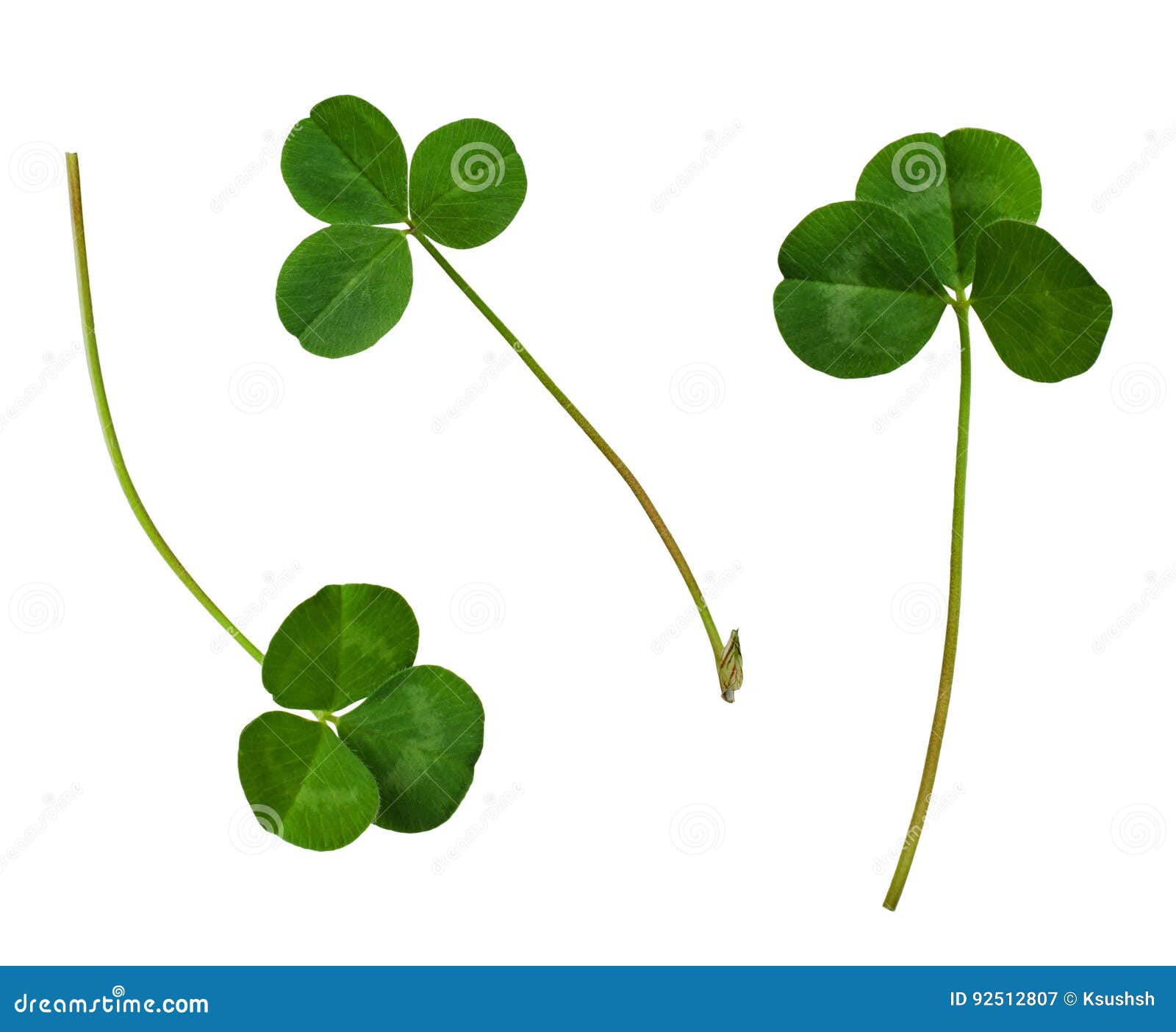 Set of clover leaves stock image. Image of leaf, patrick - 92512807
