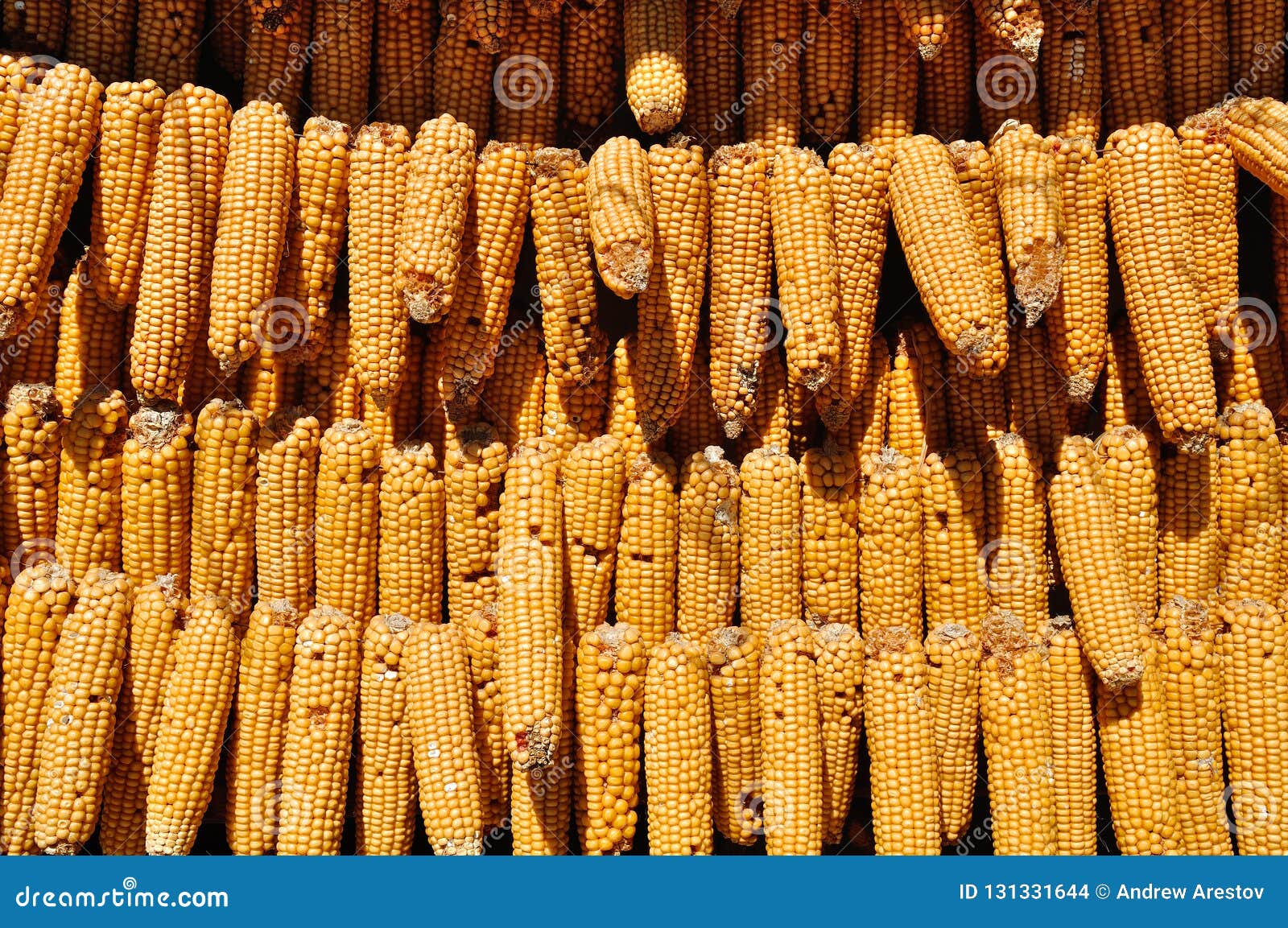 Set of cobs of corn stock photo. Image of heap, sunlight - 131331644