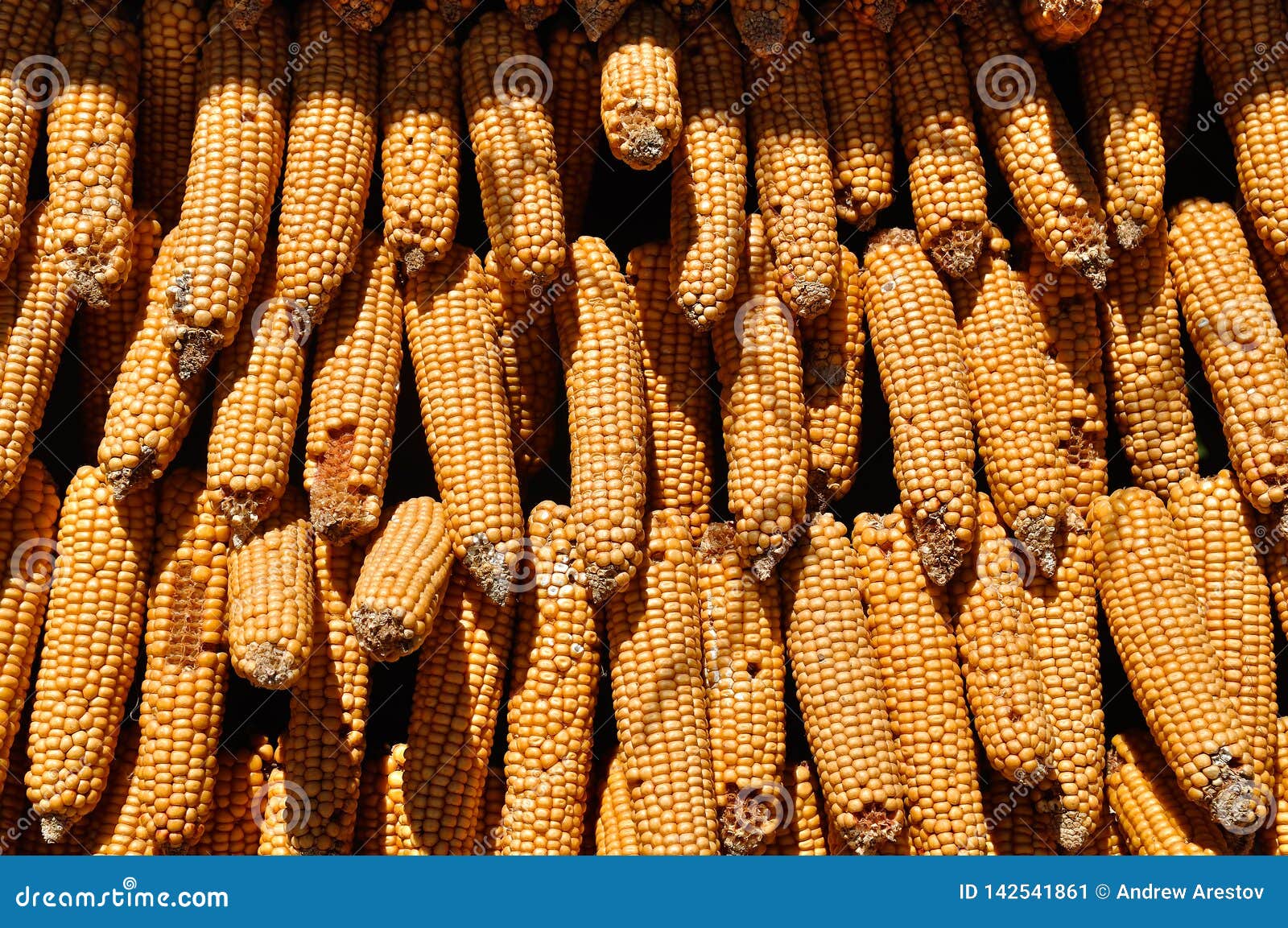Set of cobs of corn stock image. Image of agriculture - 142541861 Set of cobs of corn stock image. Image of agriculture - 142541861