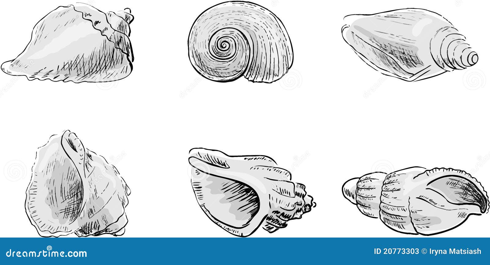 Set from Cockleshells stock vector. Illustration of painting - 20773303