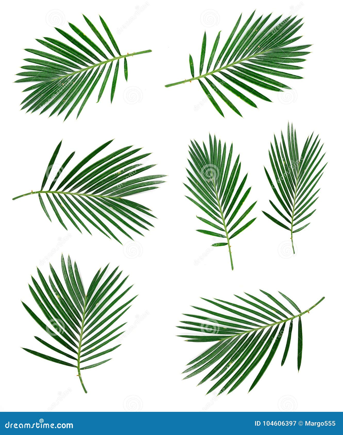 Set of coconut leaf. stock image. Image of photo, plam - 104606397