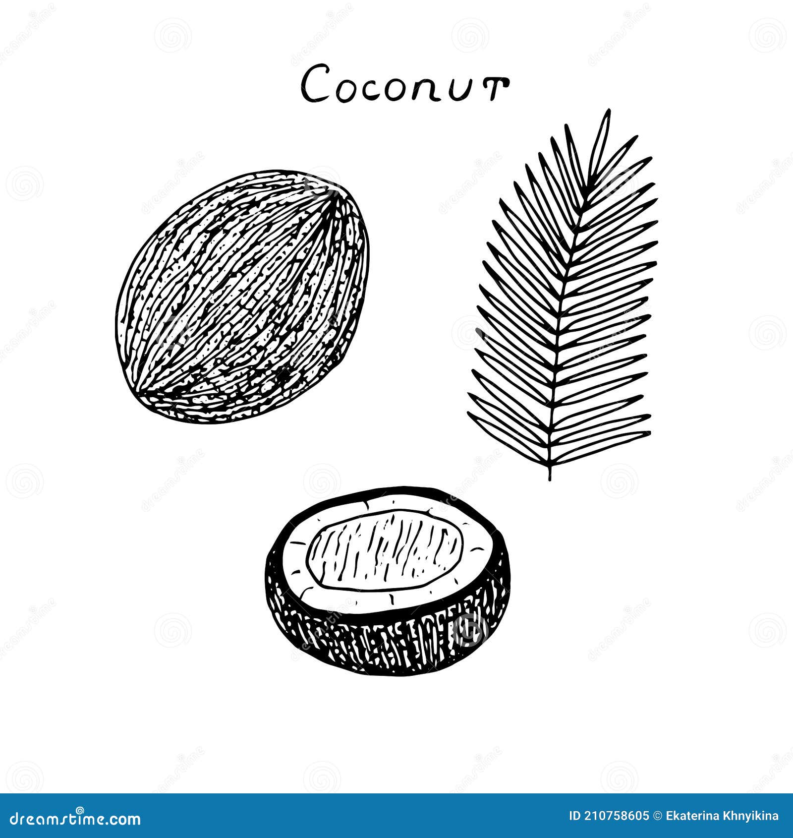 Set of Coconut, Whole, Half and Leaf, Vector Illustration, Sketch Stock ...