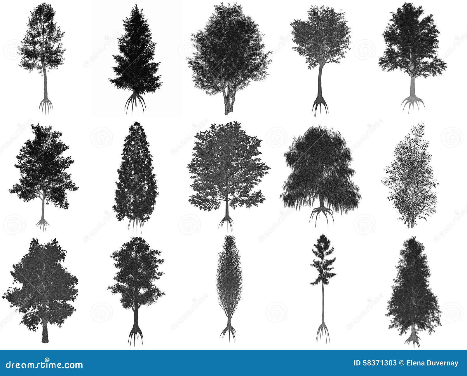 Common Trees Vector Illustrations Set | CartoonDealer.com #76900826