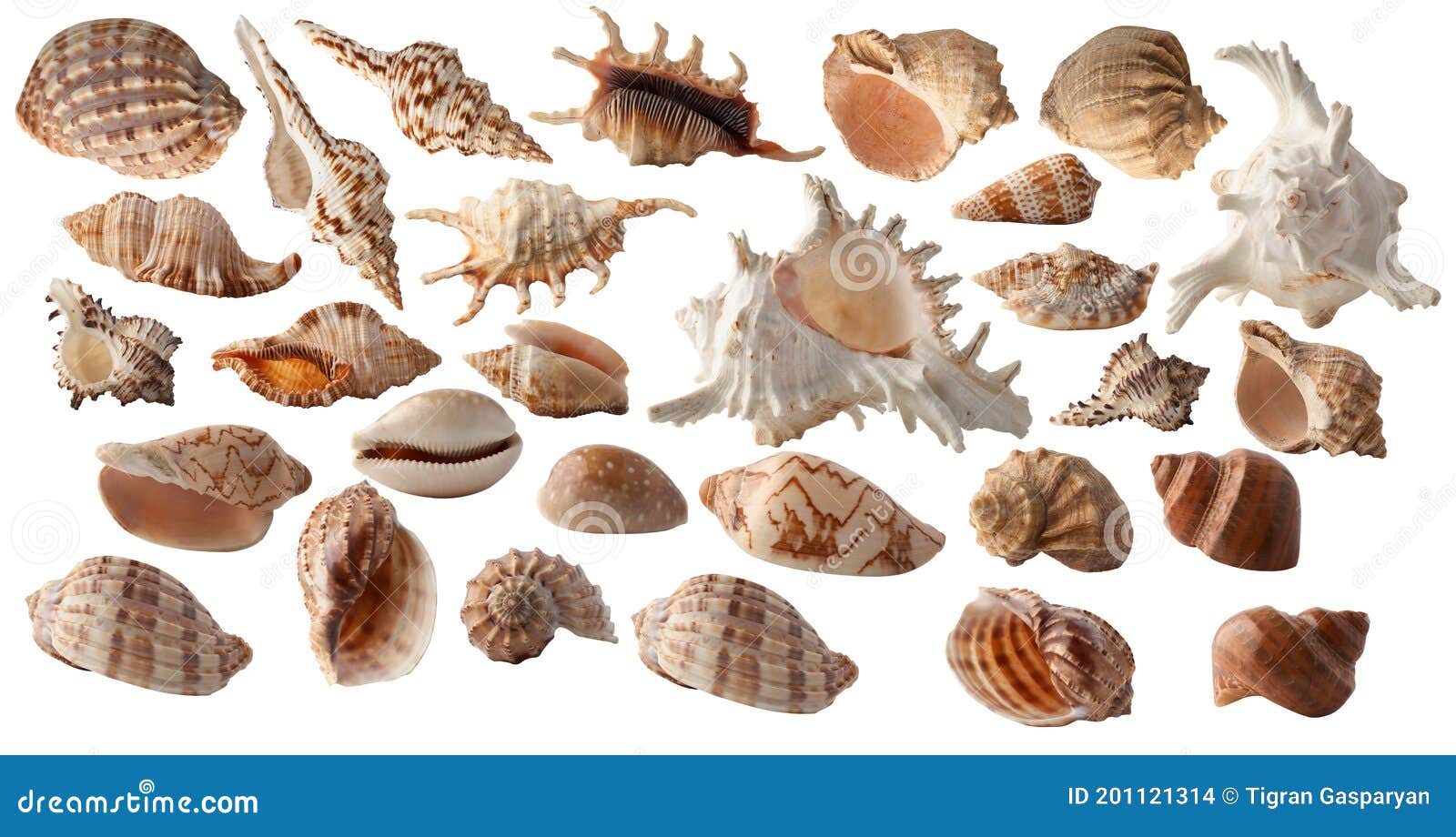 Set Collection of Different Seashells Isolated on White Background ...
