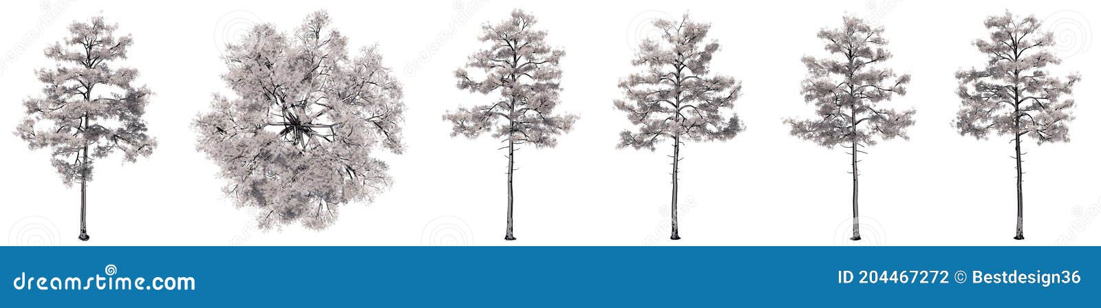 Set or Collection of Drawings of Pine Group Trees Stock Illustration ...