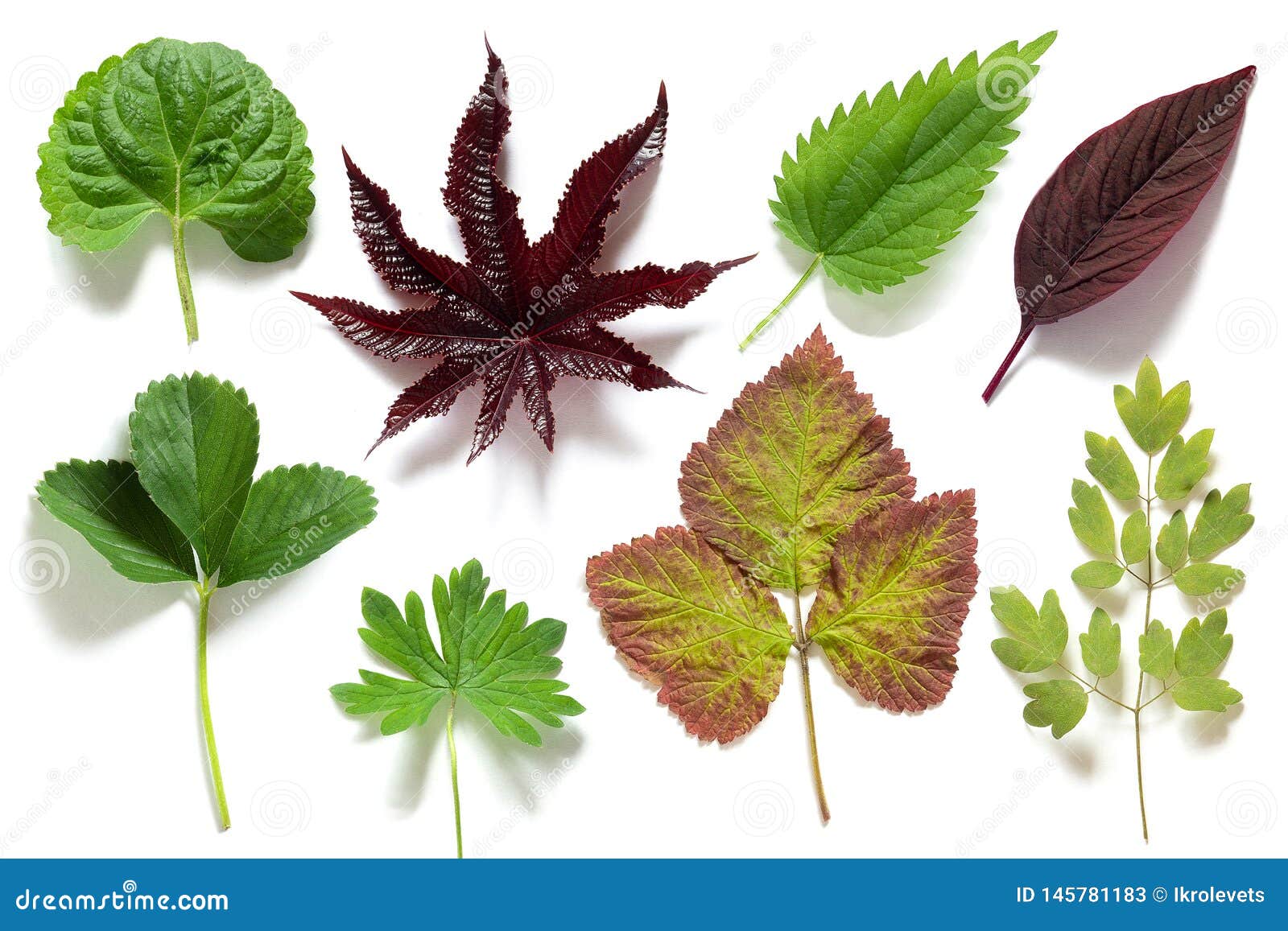 Set, Collection of Green Leaves of Different Plants Isolated on White ...