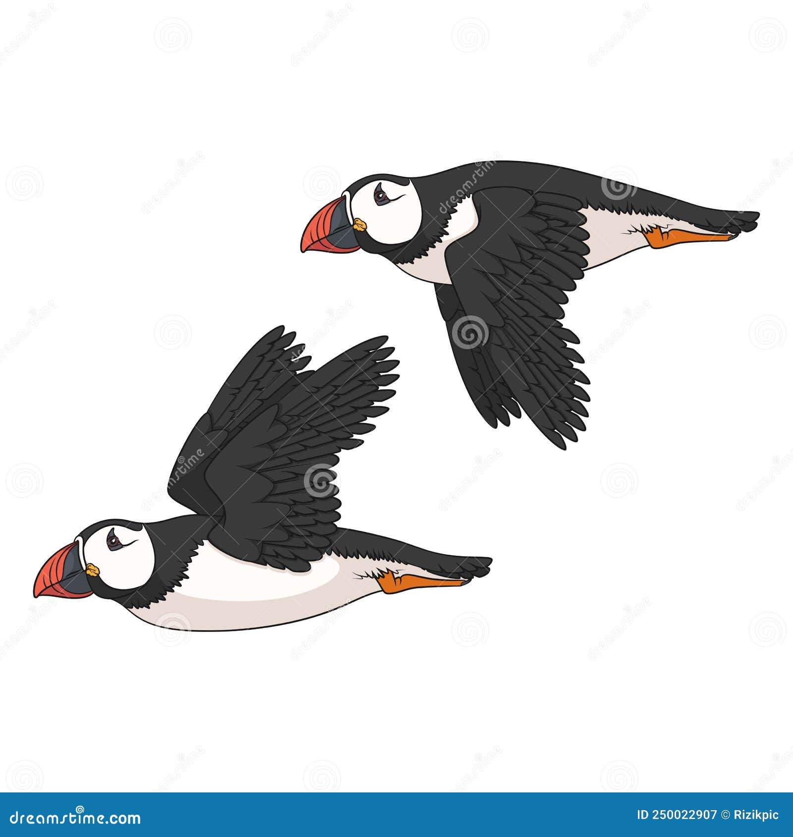 Set of Color Illustrations with Flying Puffin Bird. Isolated Vector ...