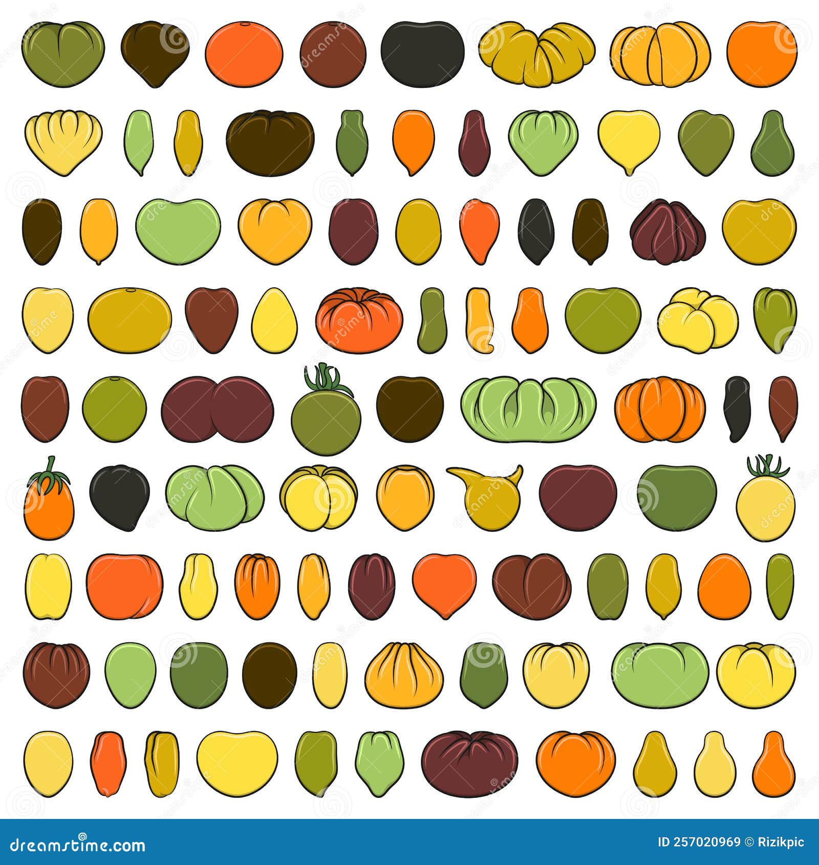 Set of Color Illustrations with Tomatoes of Various Varieties and ...
