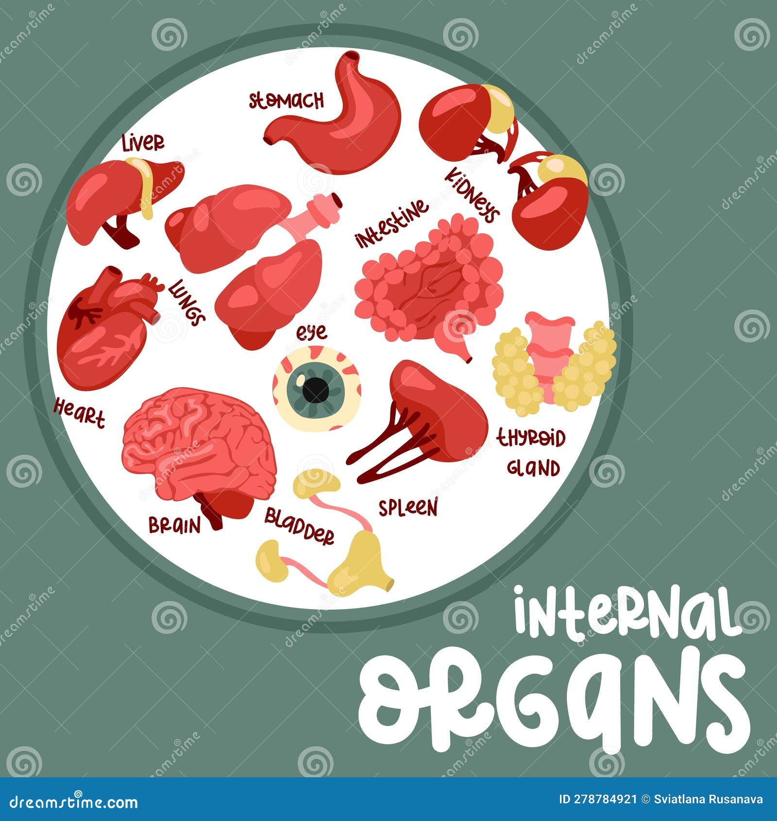 A Set of Color Vector Illustrations of Human Internal Organs As a Cover ...