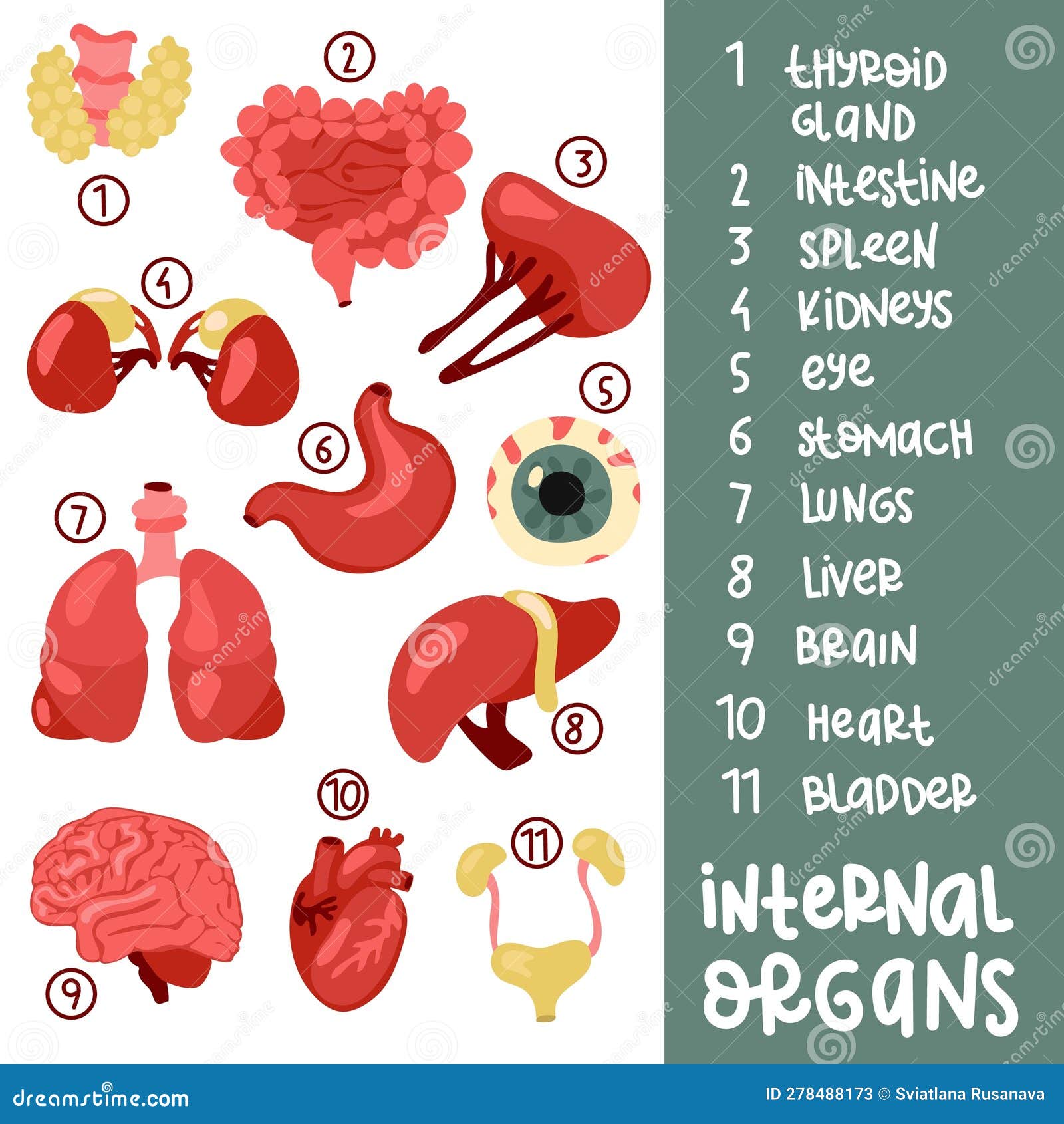 A Set of Color Vector Illustrations of Human Internal Organs with ...