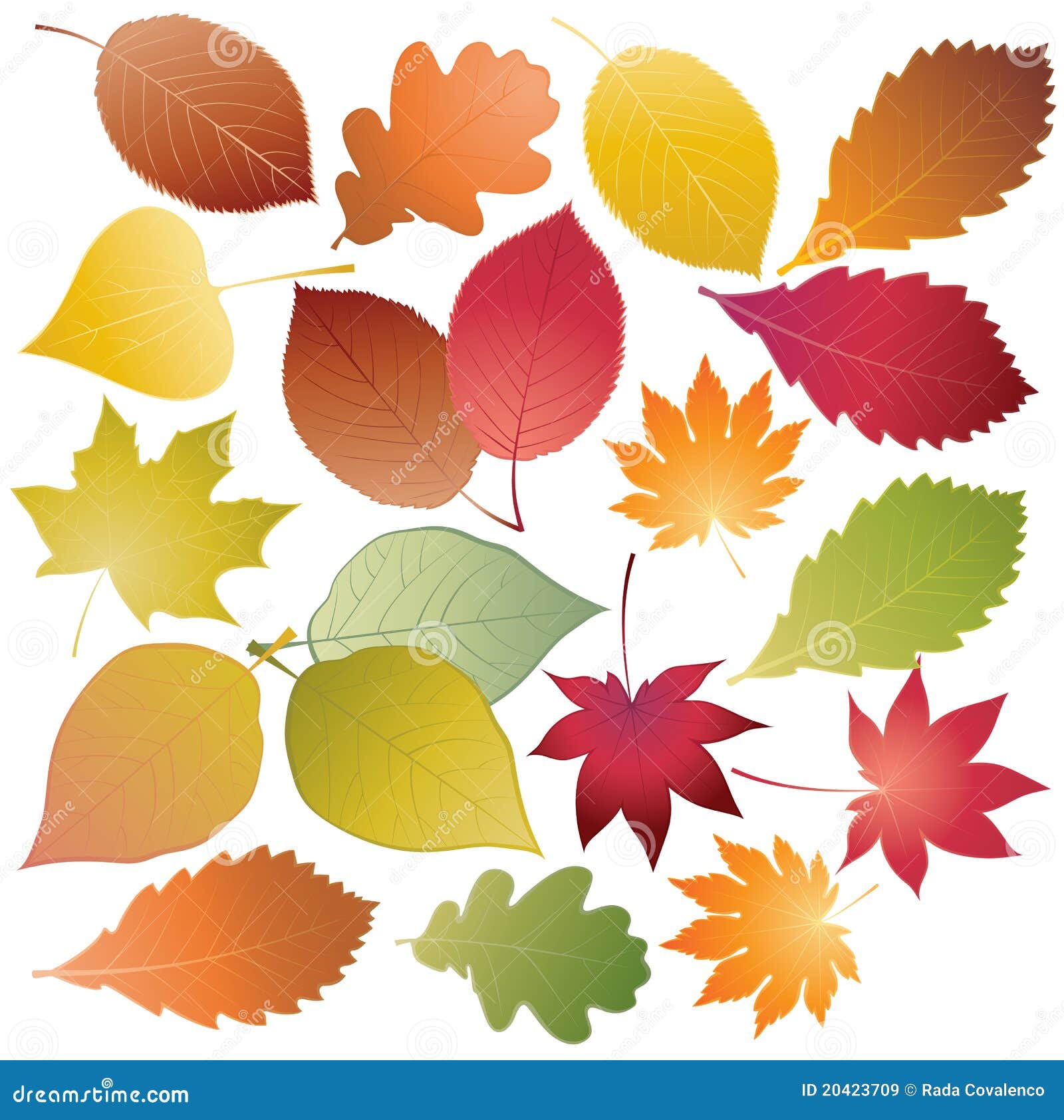 Set of colored leaves stock vector. Illustration of collection - 20423709