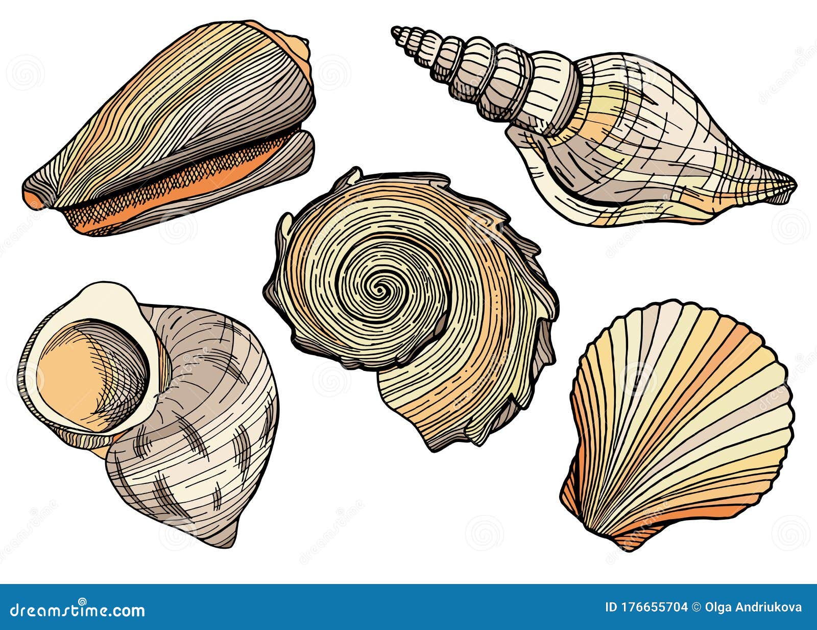 Set of Colored Seashells. Hand Drawn Vector Illustration of Underwater ...