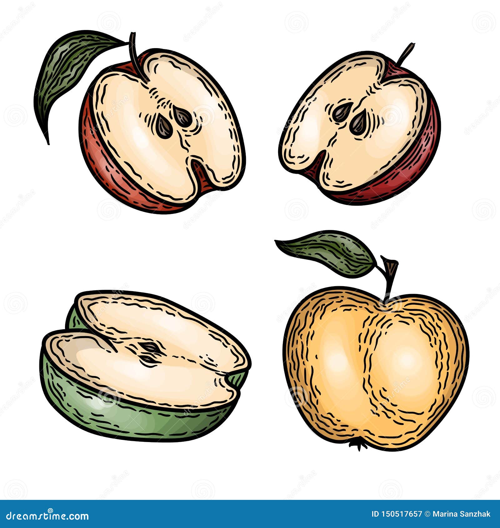 Set Of Engraving Apples Isolated On White. Vector Retro Illustration ...