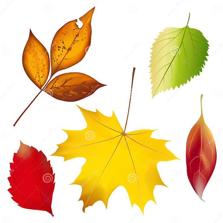 Set Of Colorful Autumn Leaves Vector Illustration Stock Vector