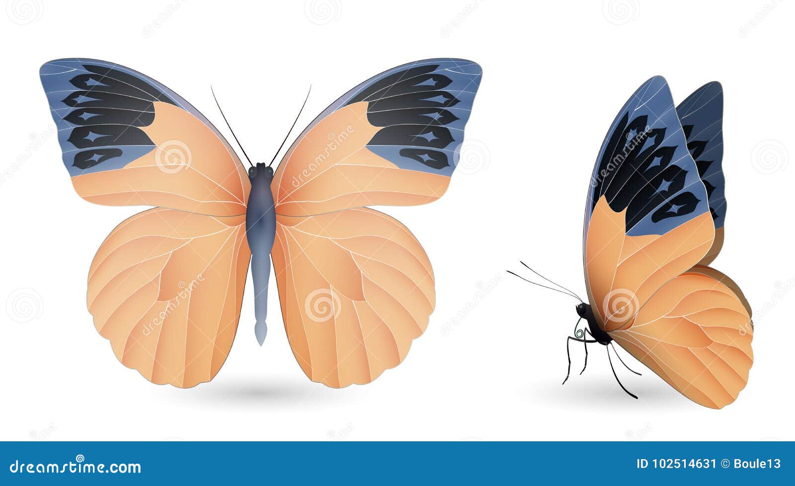 Set of Colorful Butterflies. Front and Side View Stock Vector ...