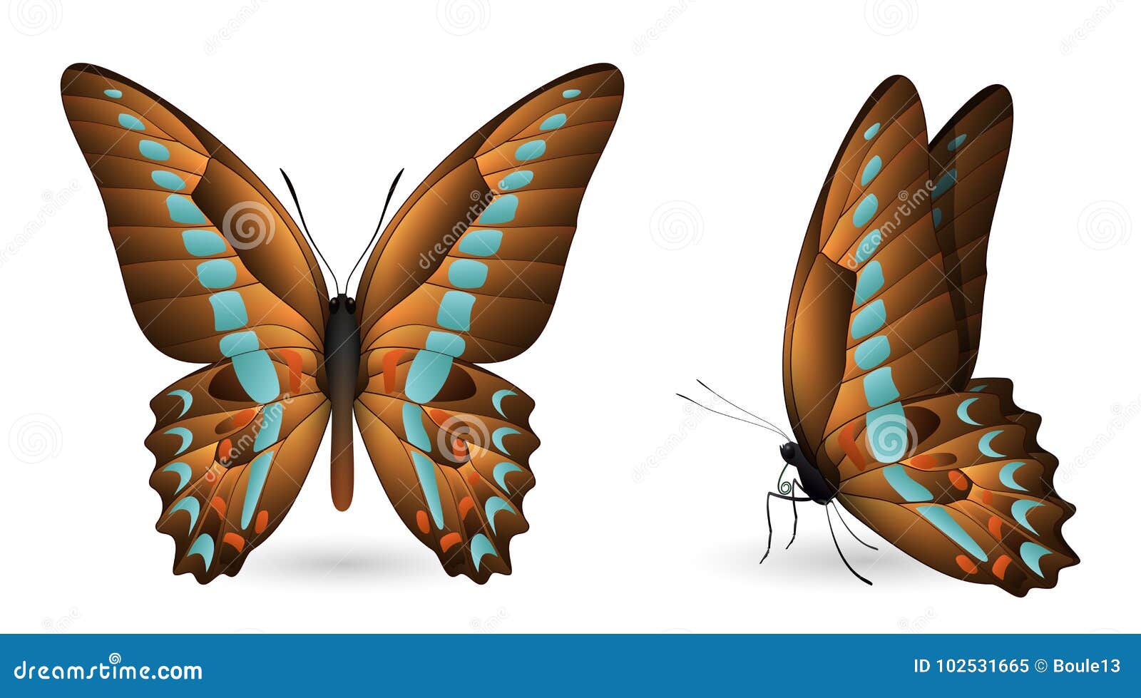Set of Colorful Butterflies. Front and Side View Stock Vector ...