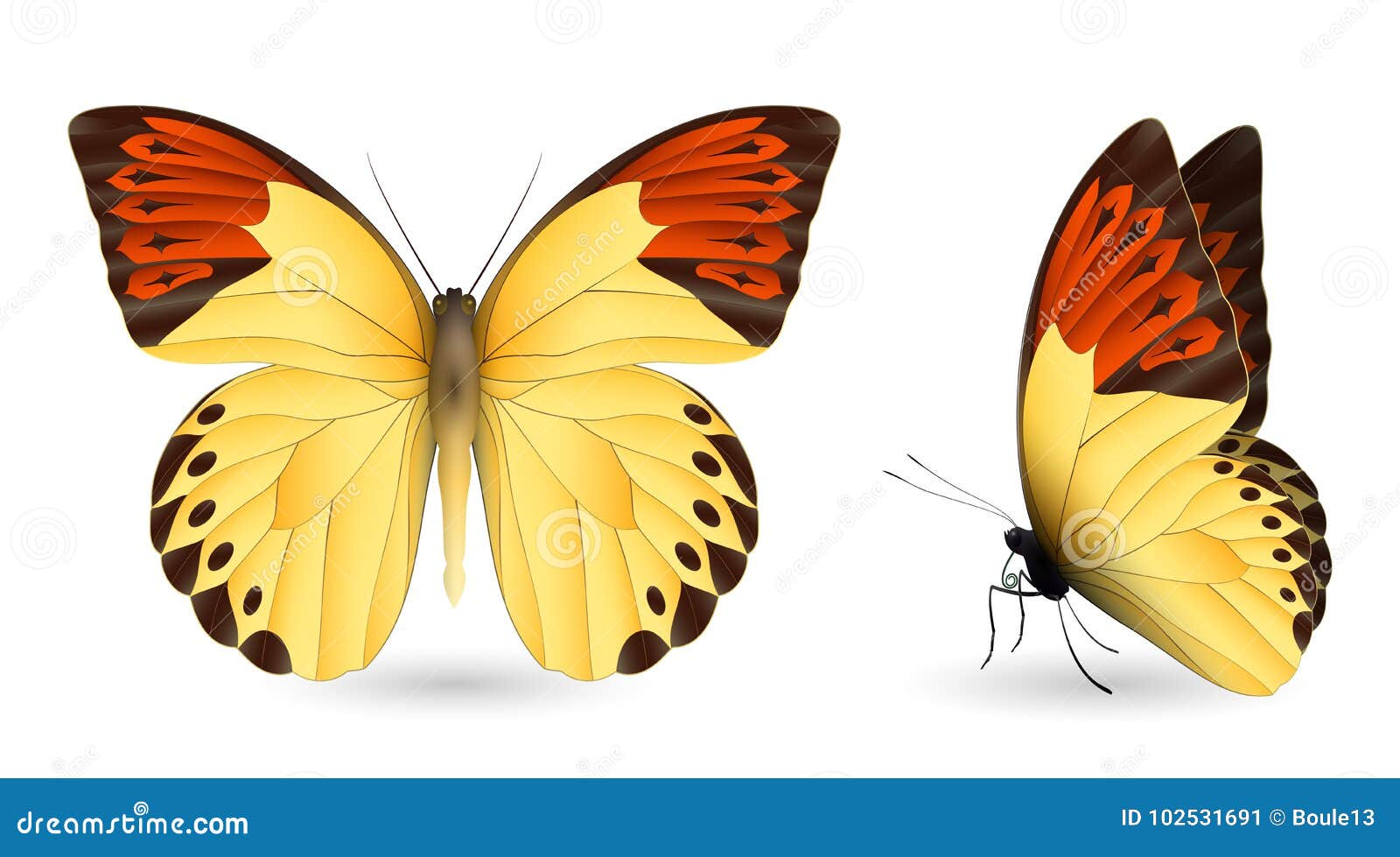Set of Colorful Butterflies. Front and Side View Stock Vector ...