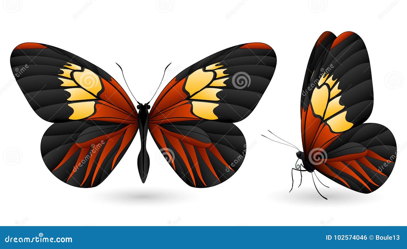 Set of Colorful Butterflies. Front and Side View Stock Vector ...