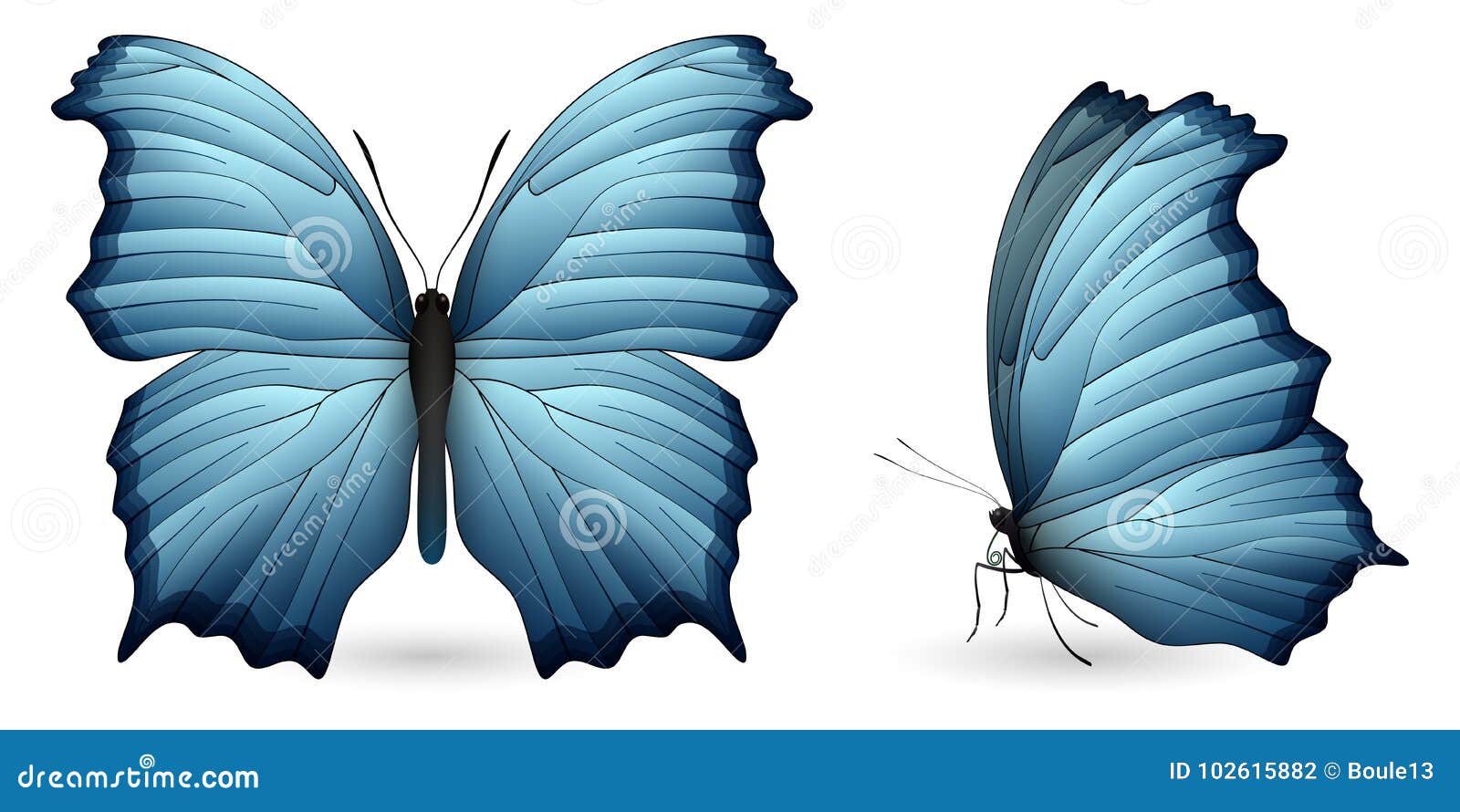 Set of Colorful Butterflies. Front and Side View Stock Vector ...