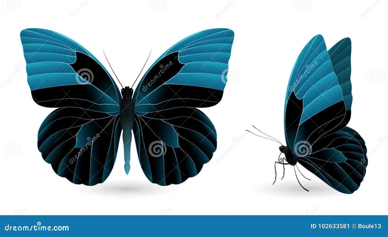 Set of Colorful Butterflies. Front and Side View Stock Vector ...