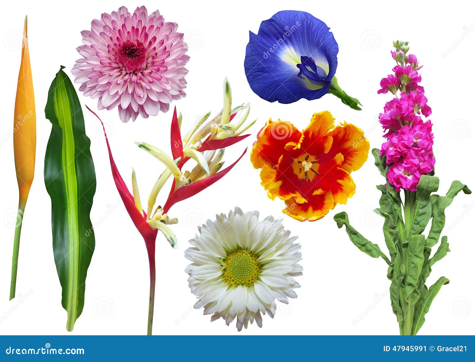 Set of colorful flowers stock image. Image of colorful - 47945991