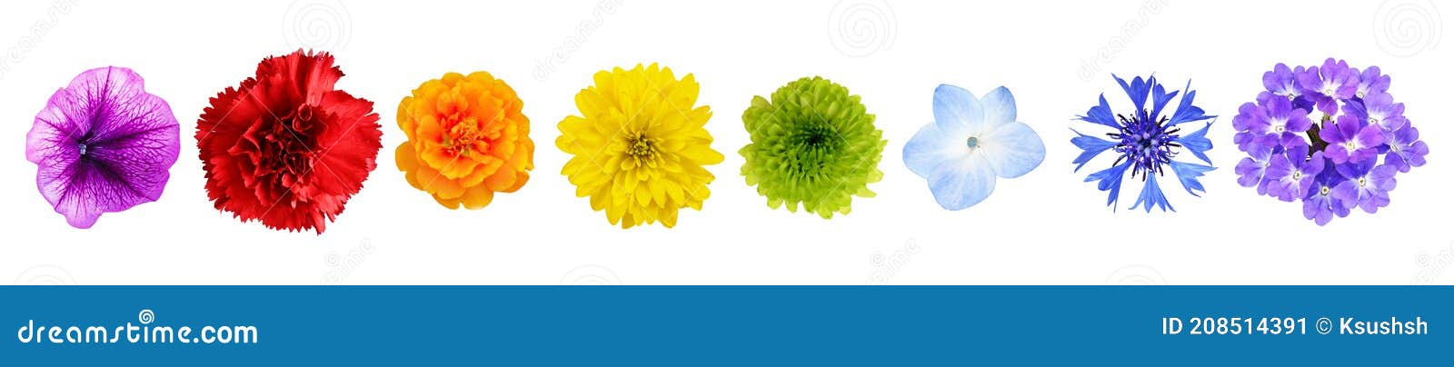 Set of Colorful Flowers in Rainbow Order Stock Image - Image of yellow ...