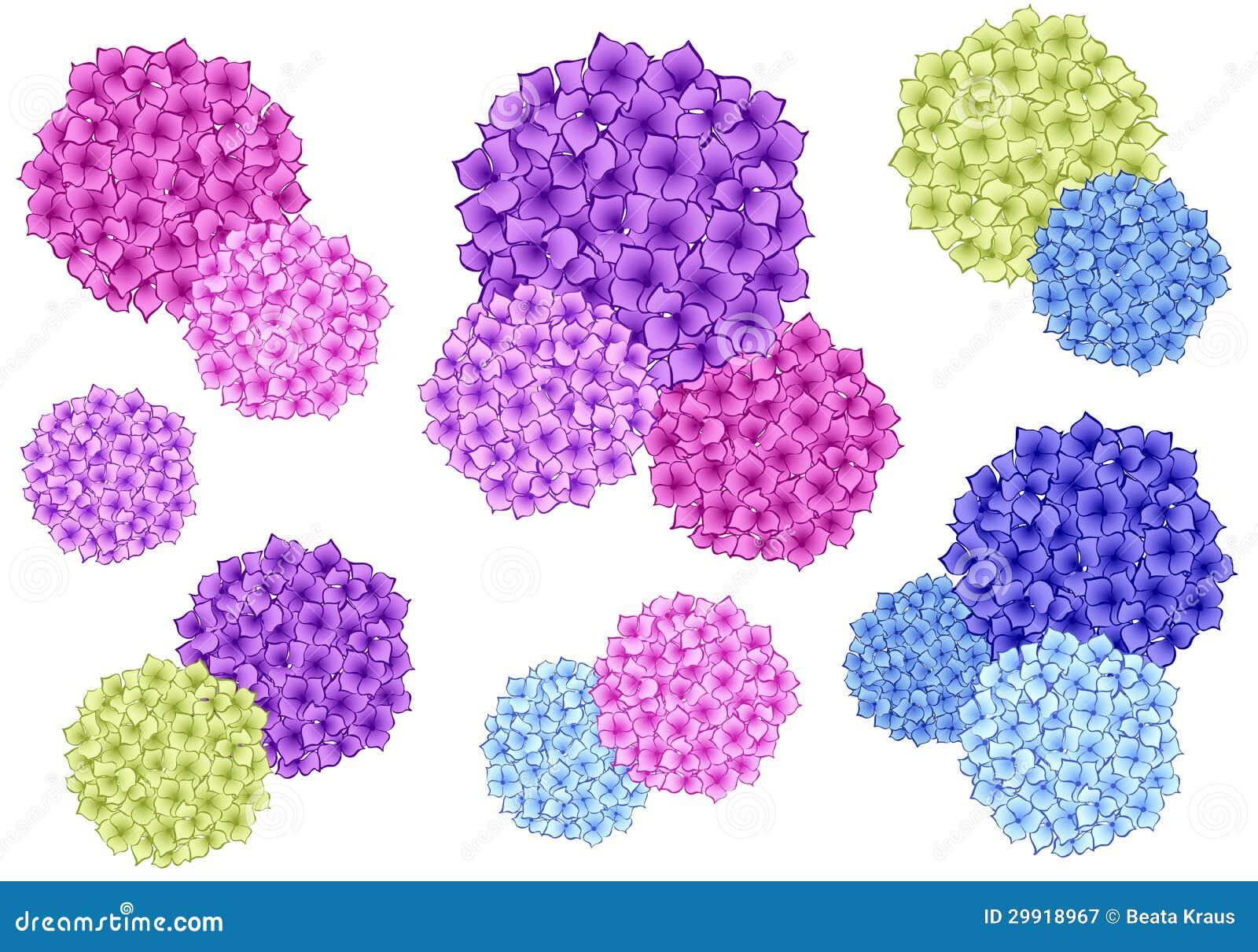 Colorful Hydrangea Flower Garden Party Vector Illustration ...