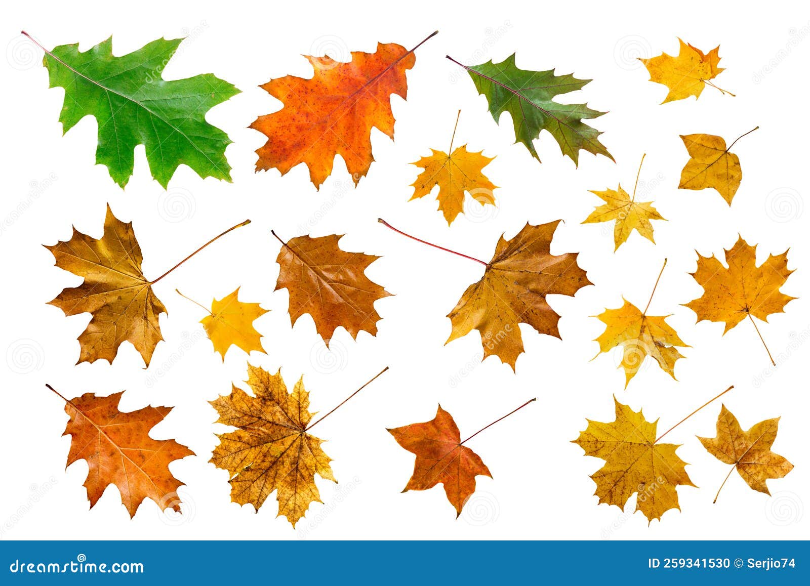 Set of Colorful Maple Leaves on White Stock Photo - Image of wood, fall ...