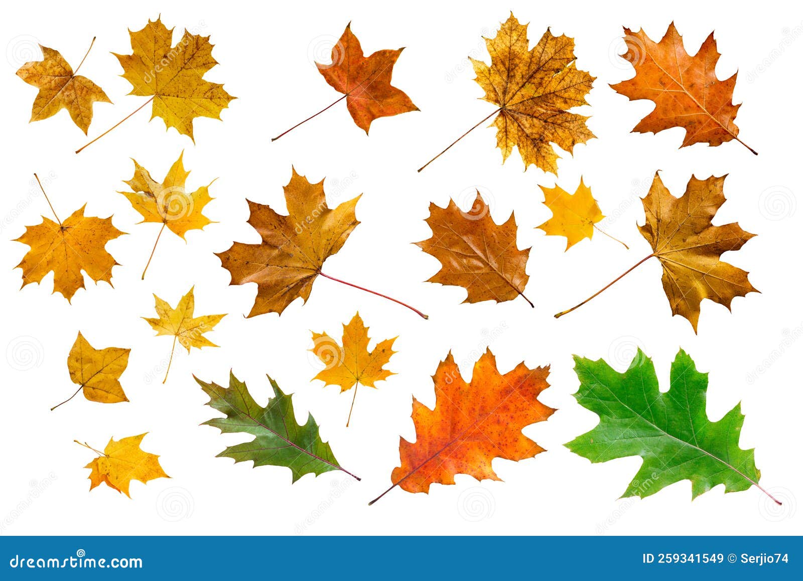 Set of Colorful Maple Leaves on White Stock Image - Image of october ...