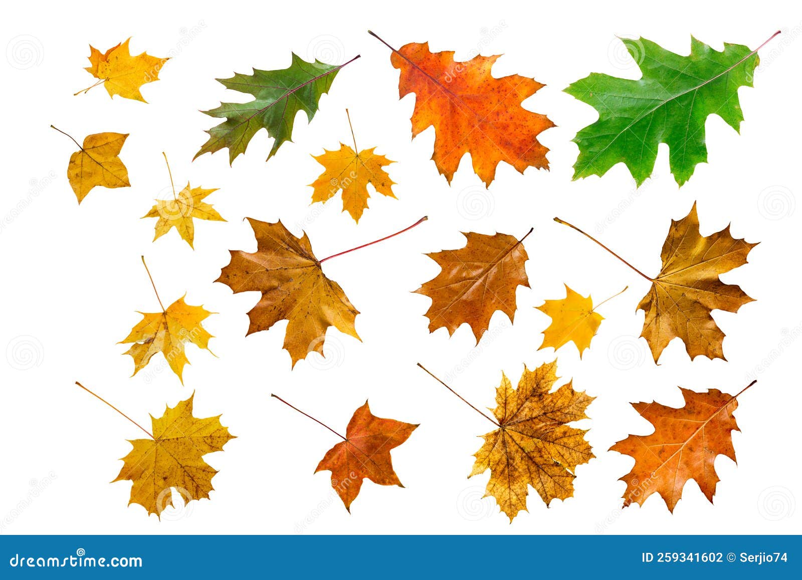 Set of Colorful Maple Leaves on White Stock Photo - Image of flora ...