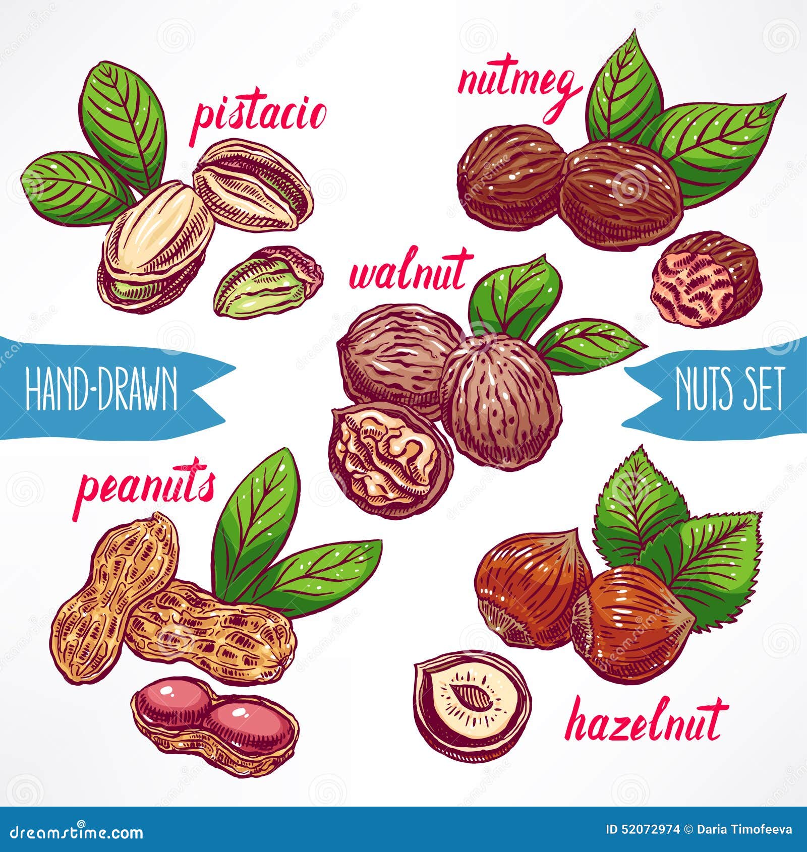 Set with colorful nuts stock vector. Illustration of isolated - 52072974