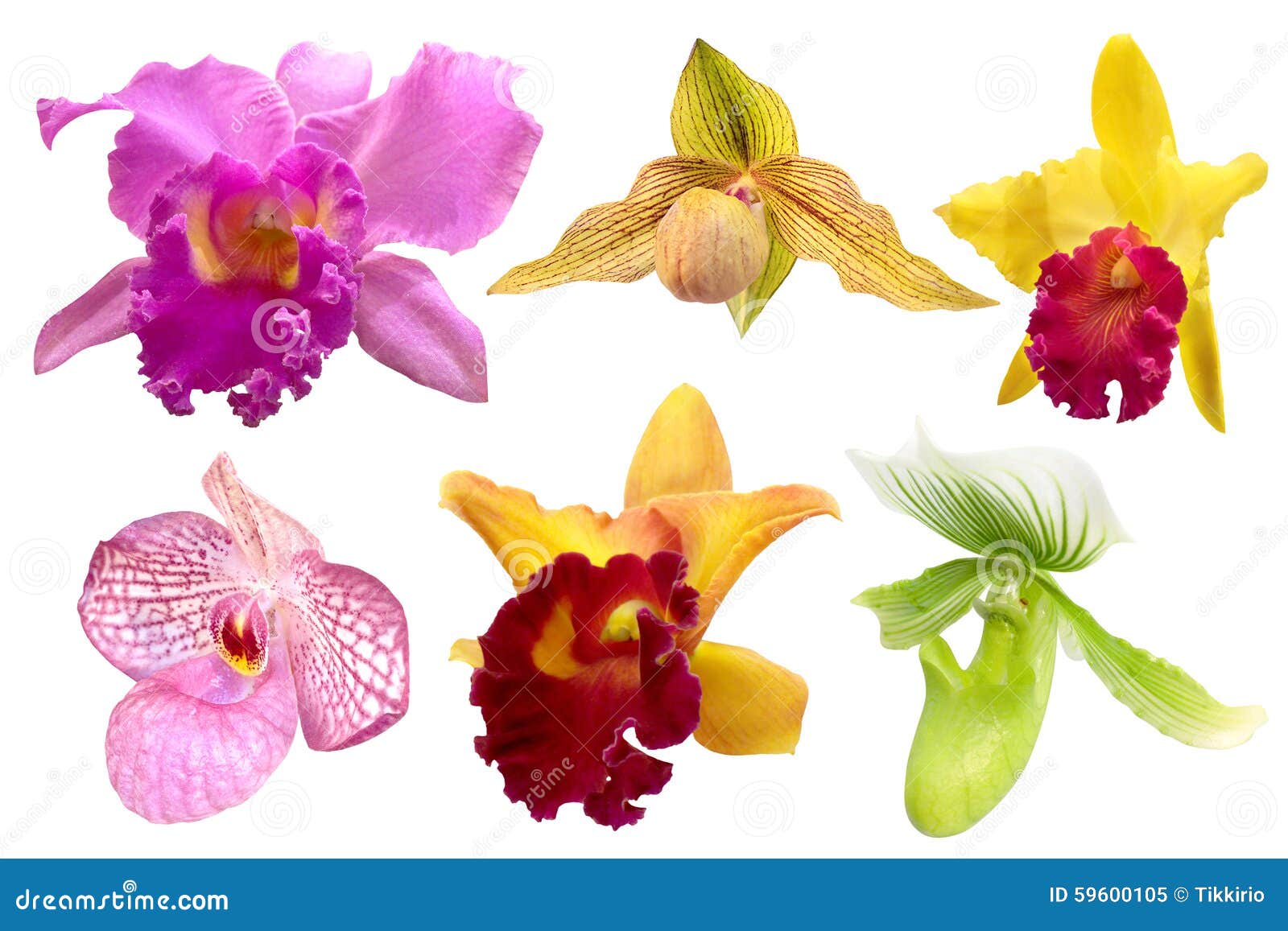 Set of Colorful Orchid Isolated on White Background Stock Image - Image ...