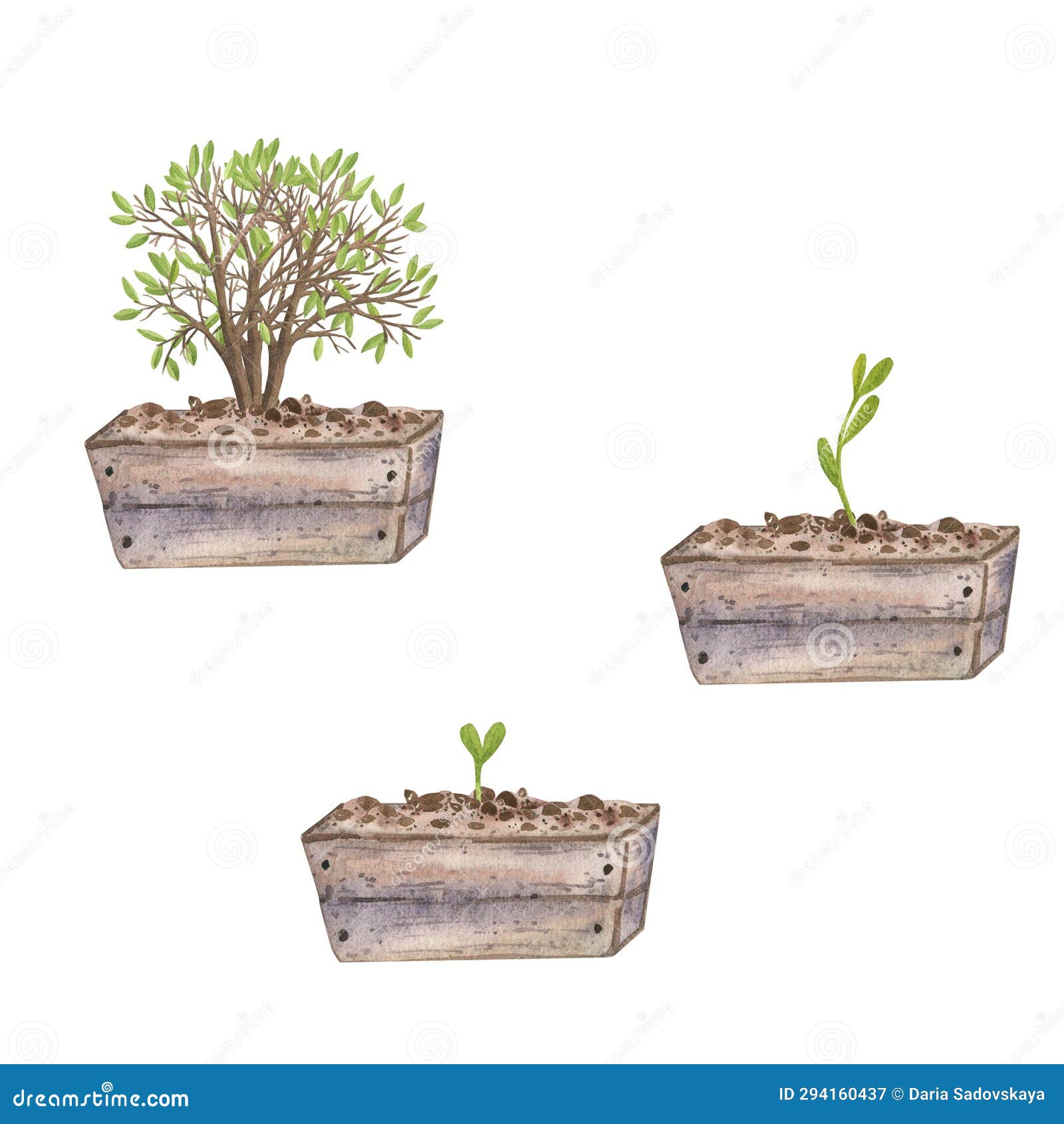 A Set of Compositions with Wooden Planters and Sprouts at Different ...