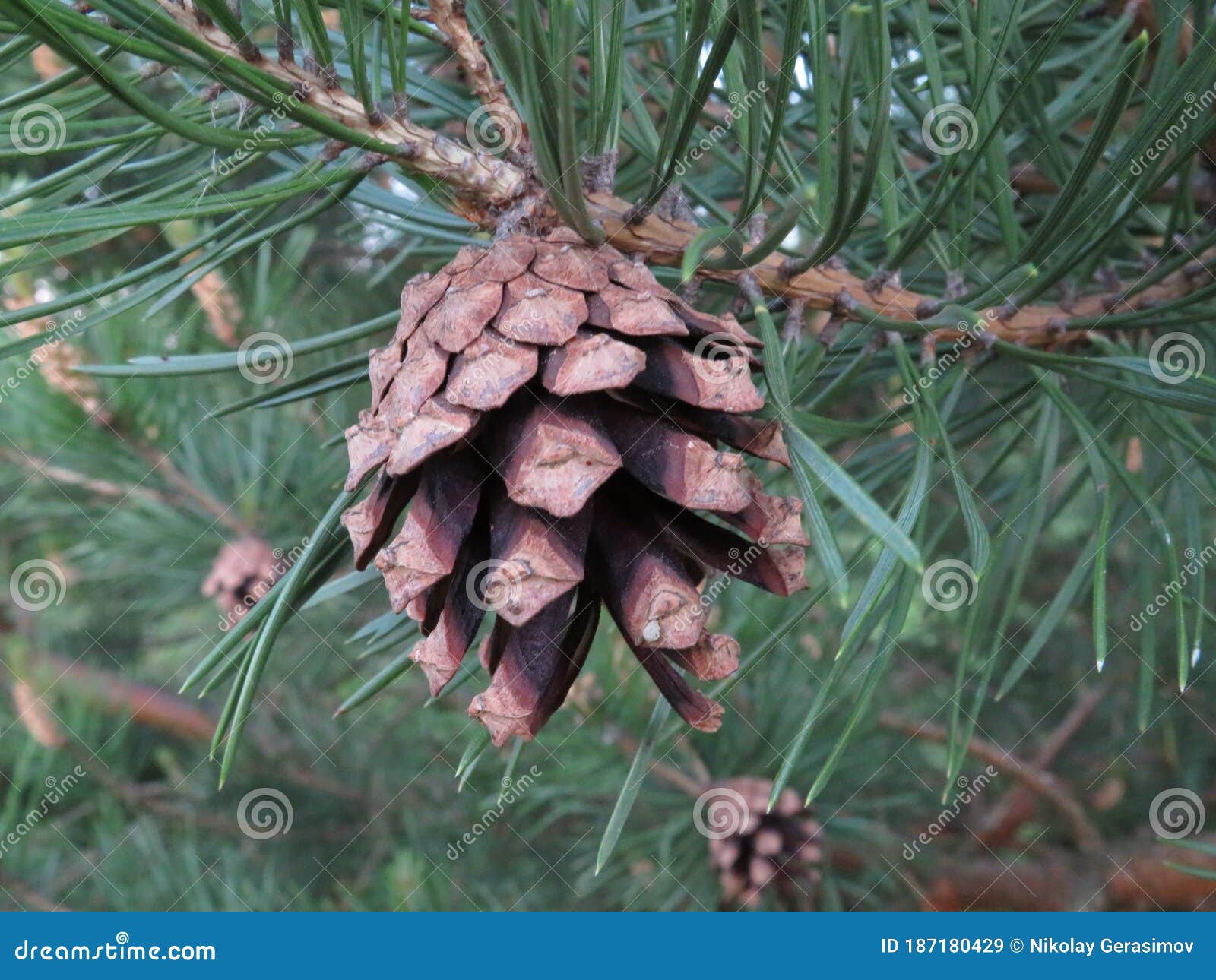 Set of Cones Various Coniferous Trees Isolated on White Stock Image ...