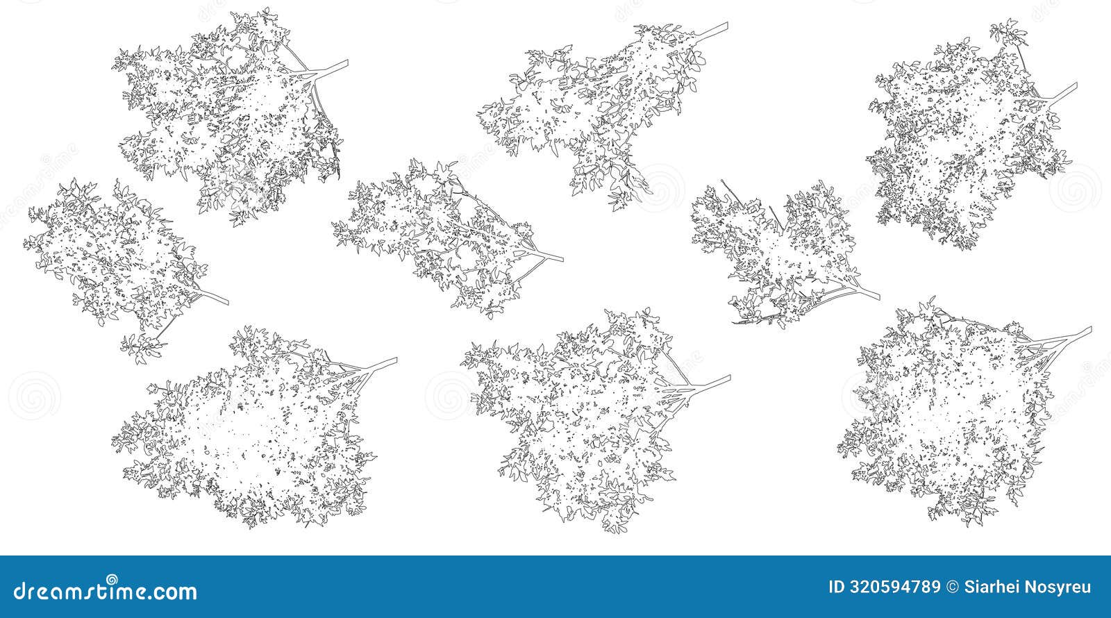 Set Of Contour Branches Deciduous Ash Tree For Architecture And ...