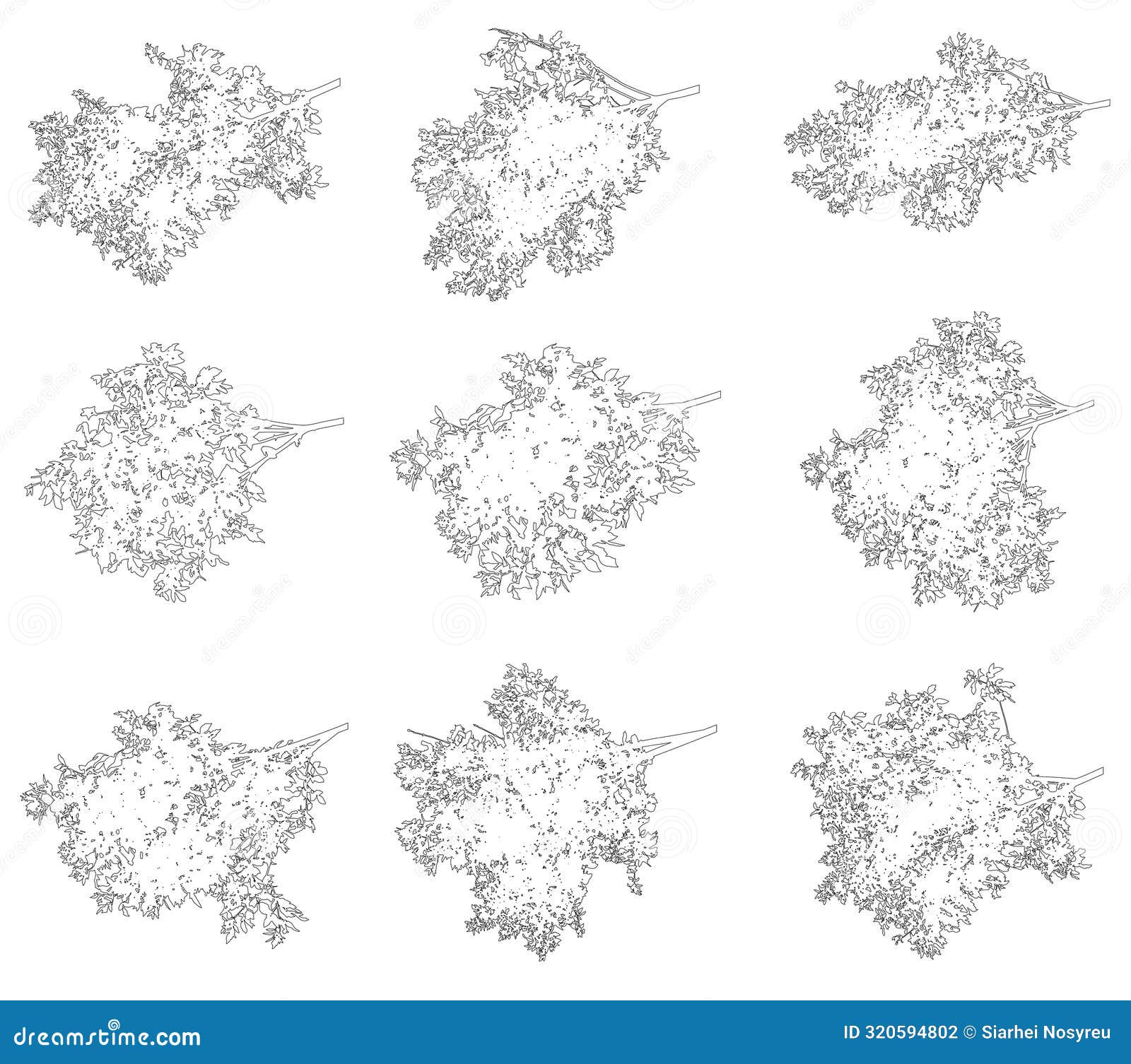 Set Of Contour Branches Deciduous Ash Tree For Architecture And ...