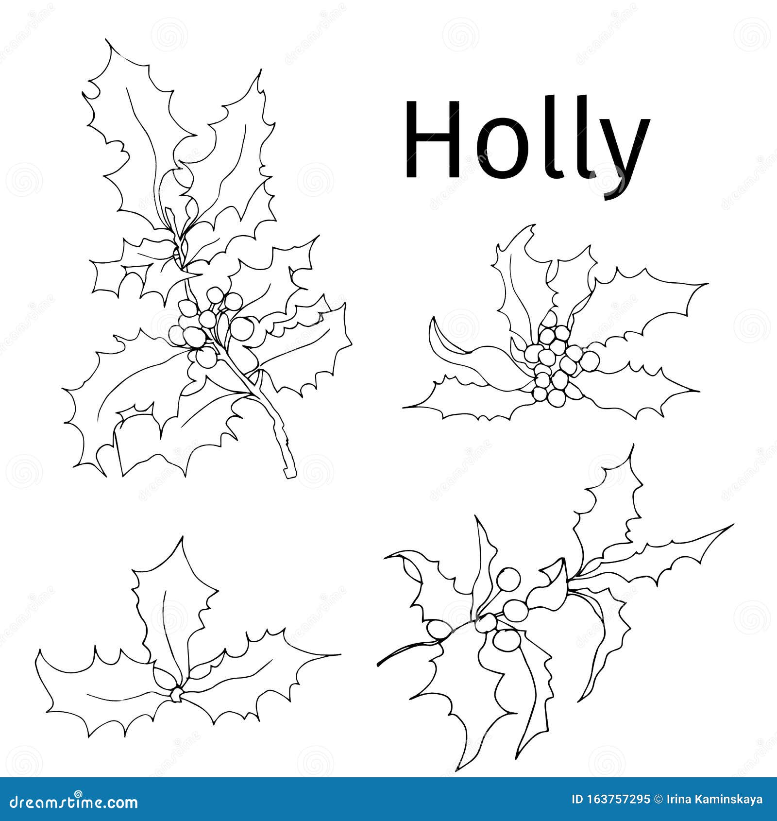 Set of Contour Branches of Holly. Black and White Linear Illustration ...