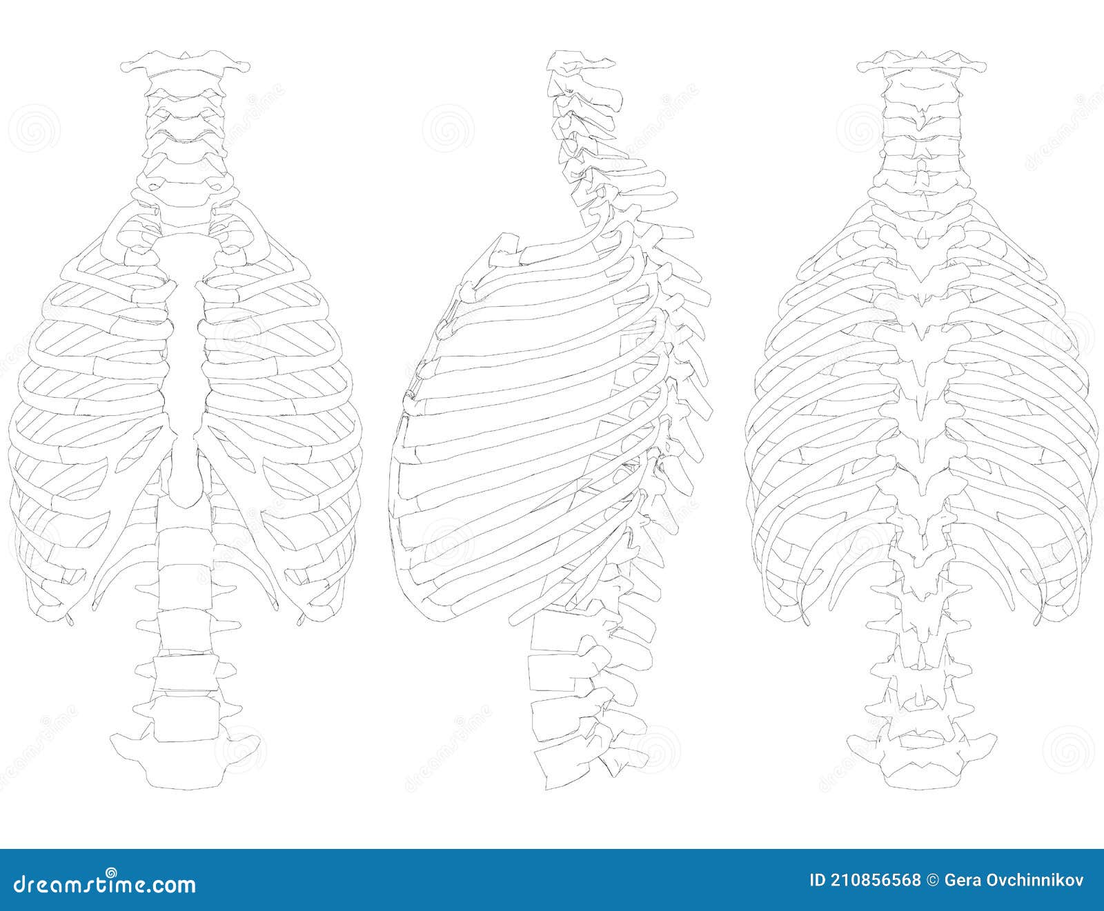 Set with the Contour of the Chest and Human Spine. Front, Side, Back 3D ...