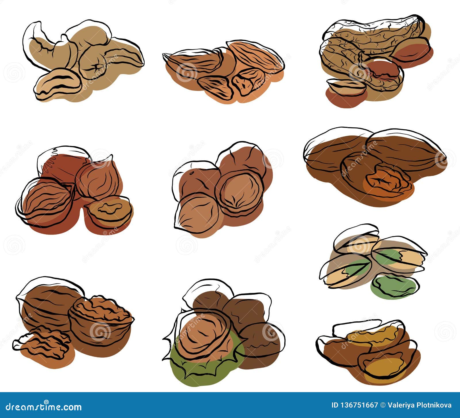 Filbert Colored Hand Drawing Sketch Royalty-Free Stock Photography ...